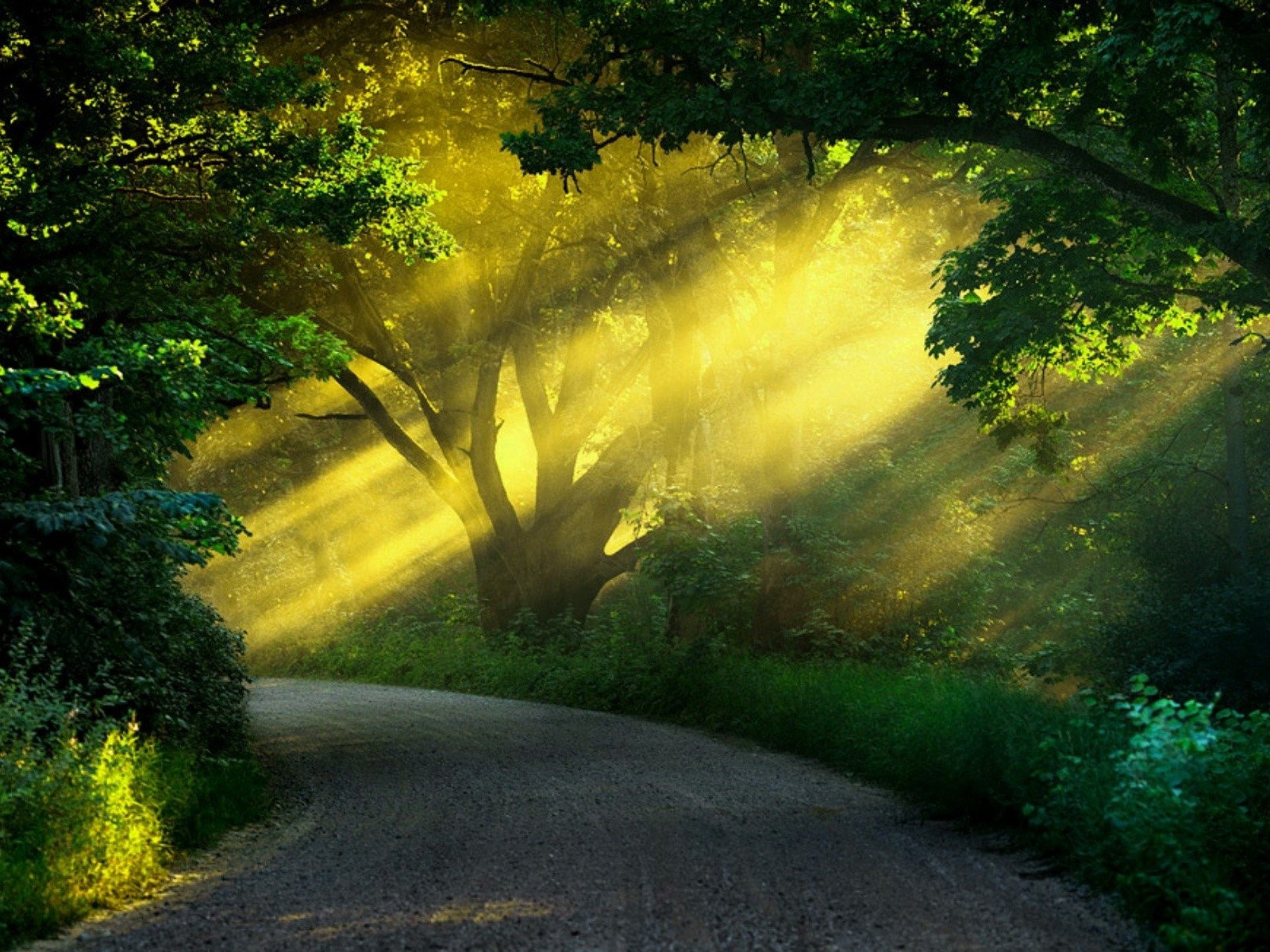 Download Nature Sunbeam Wallpaper