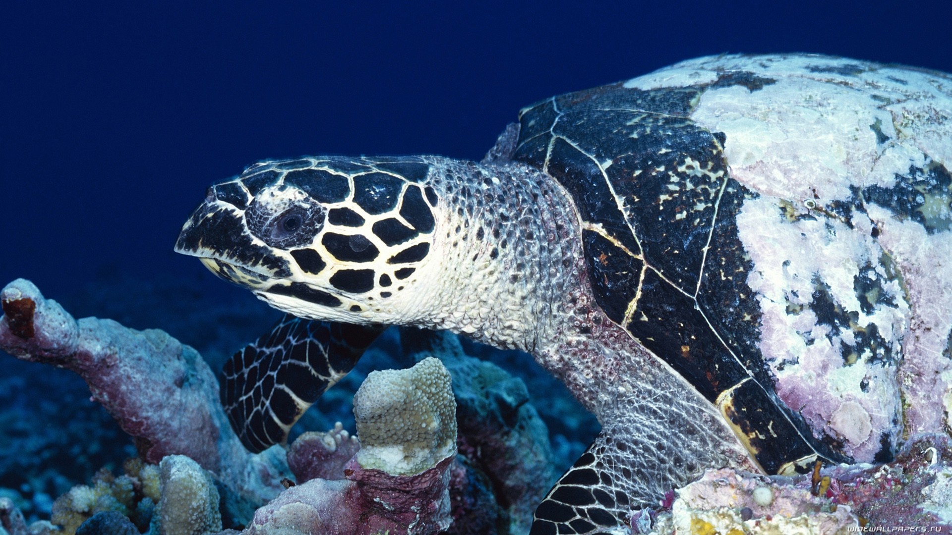 Animal Turtle HD Wallpaper