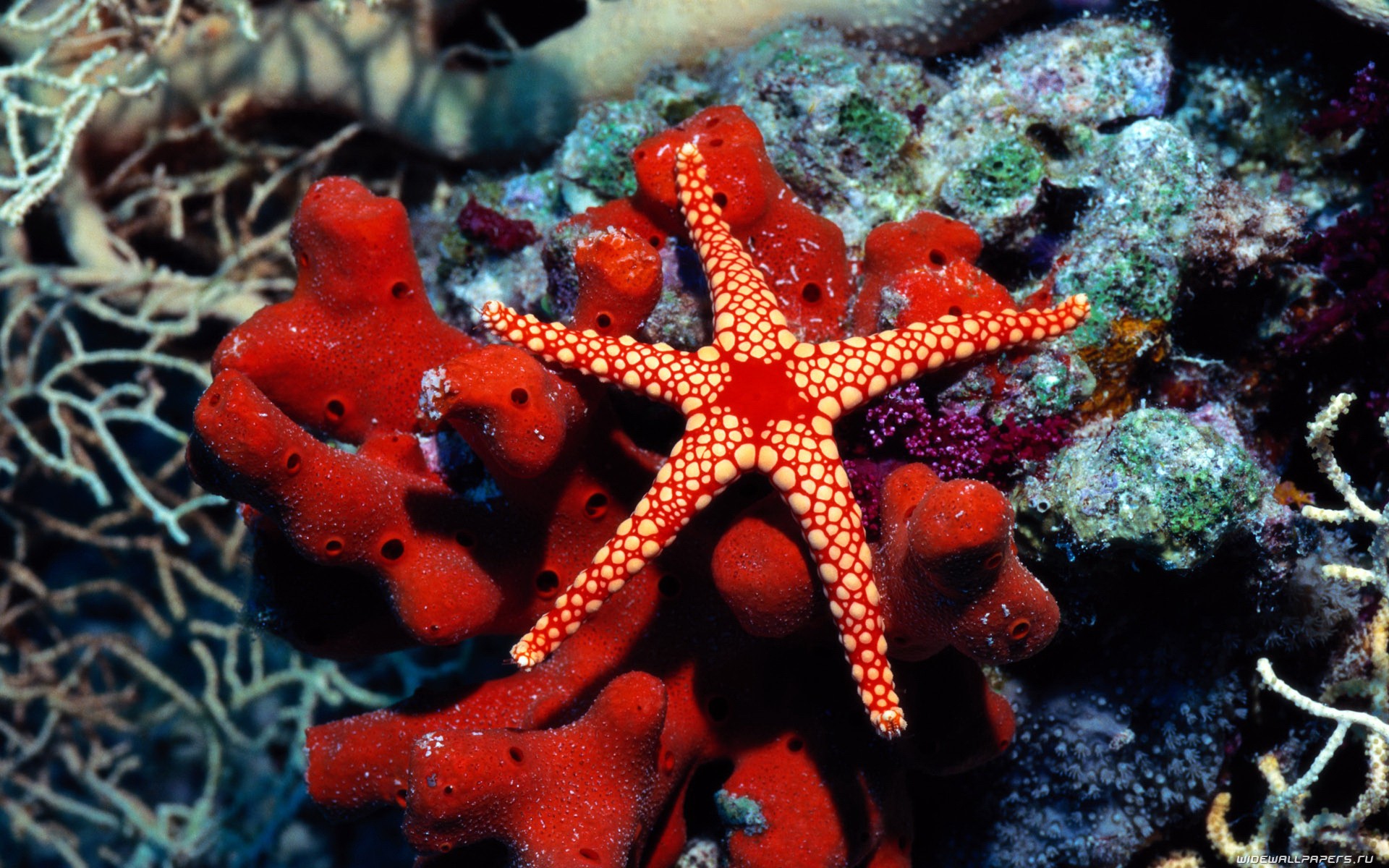 Red Starfish Wallpaper