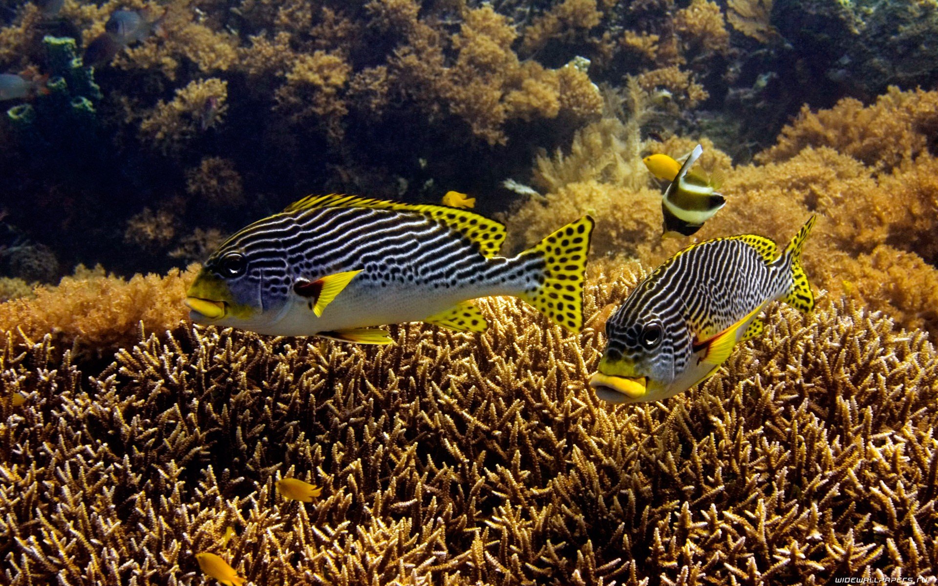 Vibrant Reef Life: Stunning HD Fish Wallpaper | 1920x1200 | Wallpaper Abyss