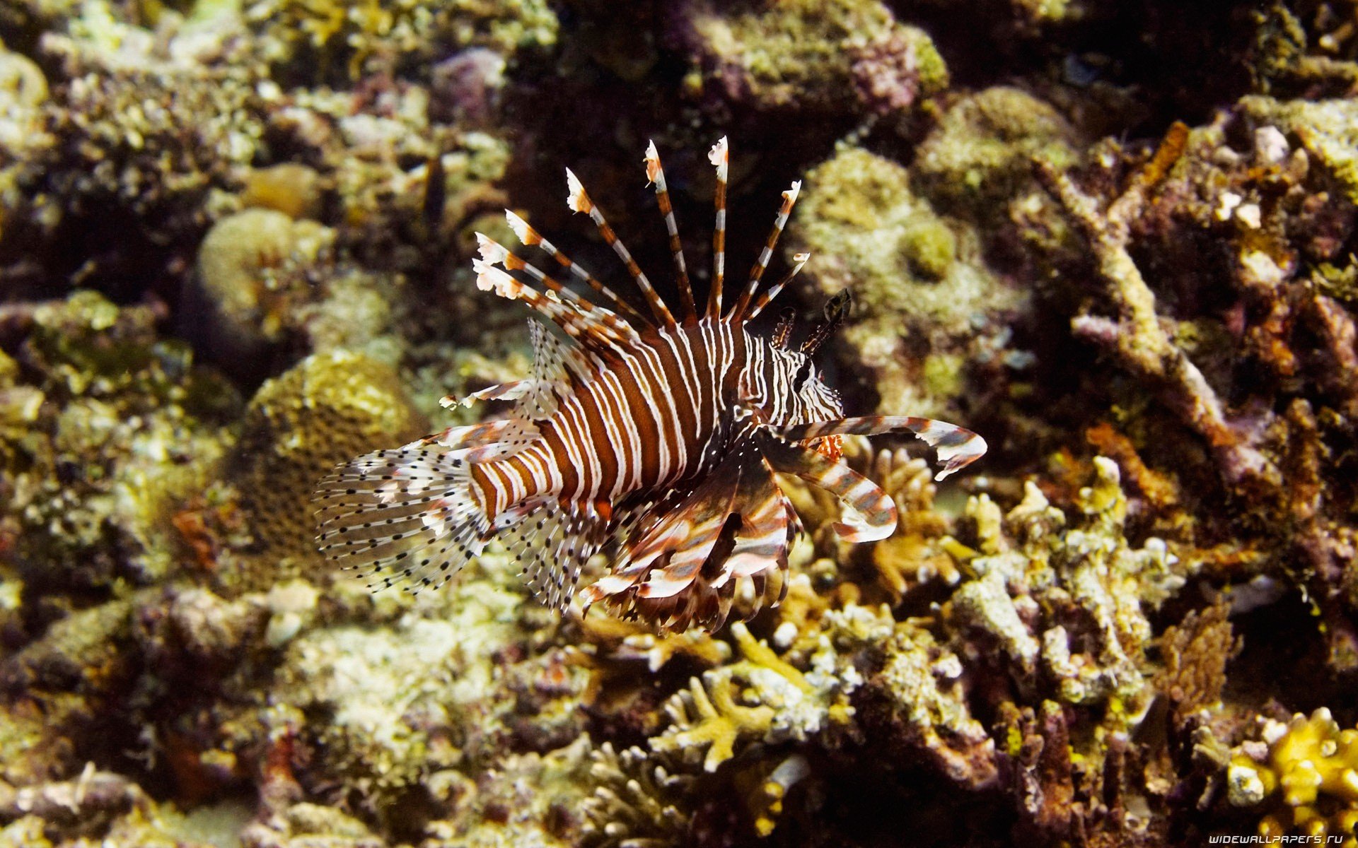 Download Animal Lionfish HD Wallpaper