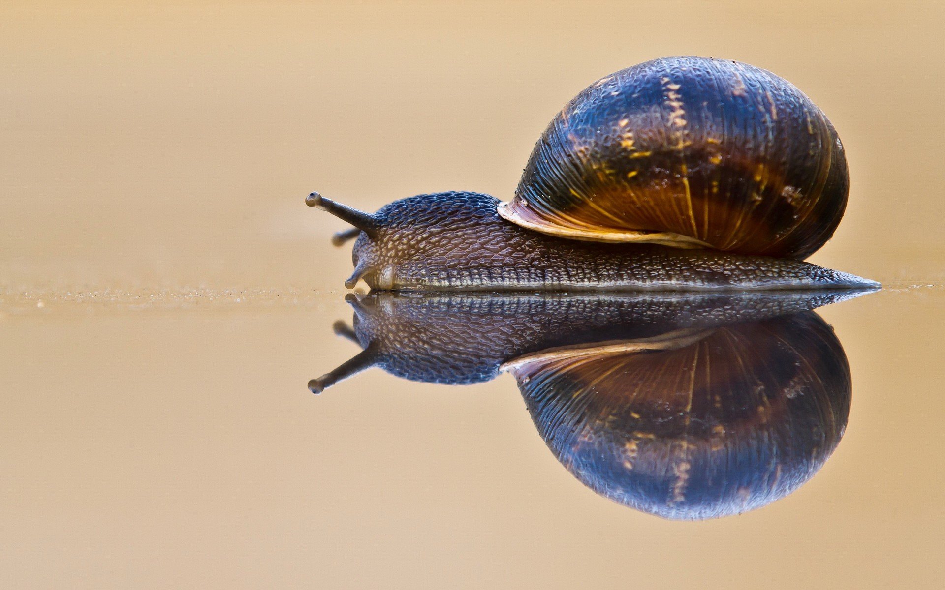 Snails Snail Hd Wallpaper