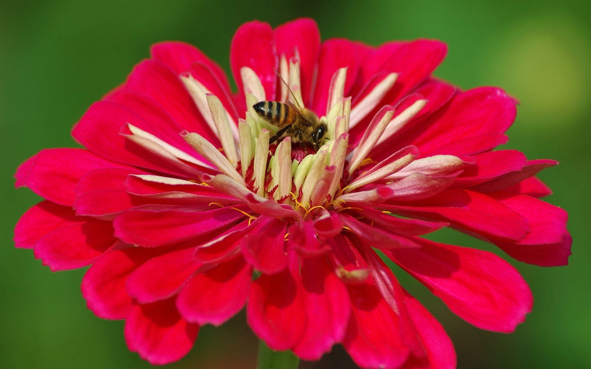 Download Pink Flower Macro Close-up Insect Pink Flower Animal Bee HD ...