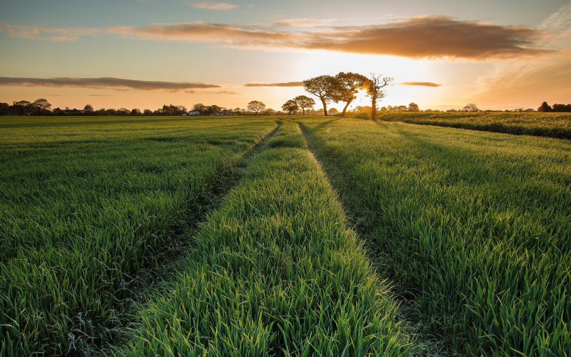 Download Nature Field HD Wallpaper