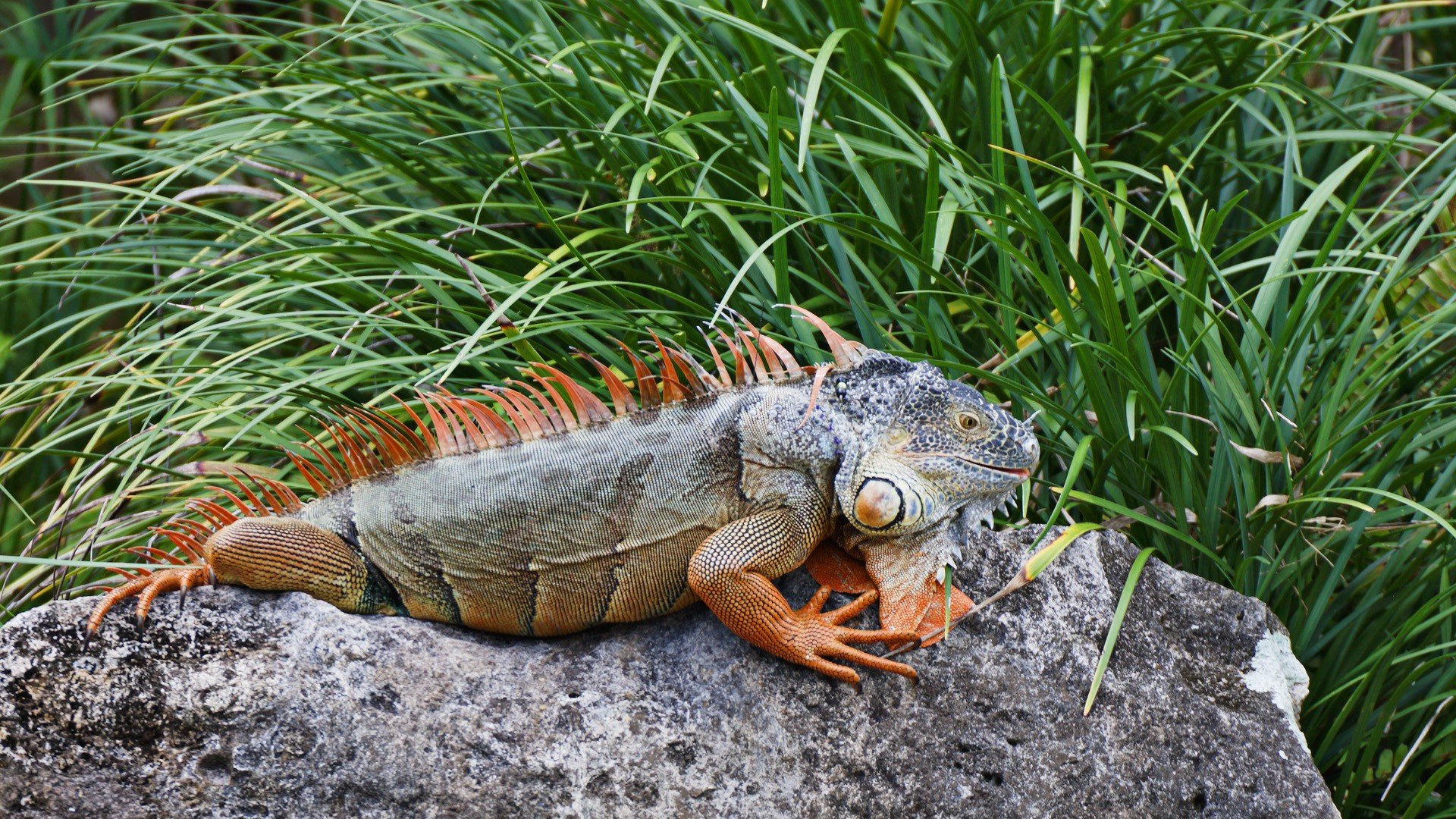 Regal Rock Iguana — HD Reptile & Lizard Wallpaper | 1920x1080 ...