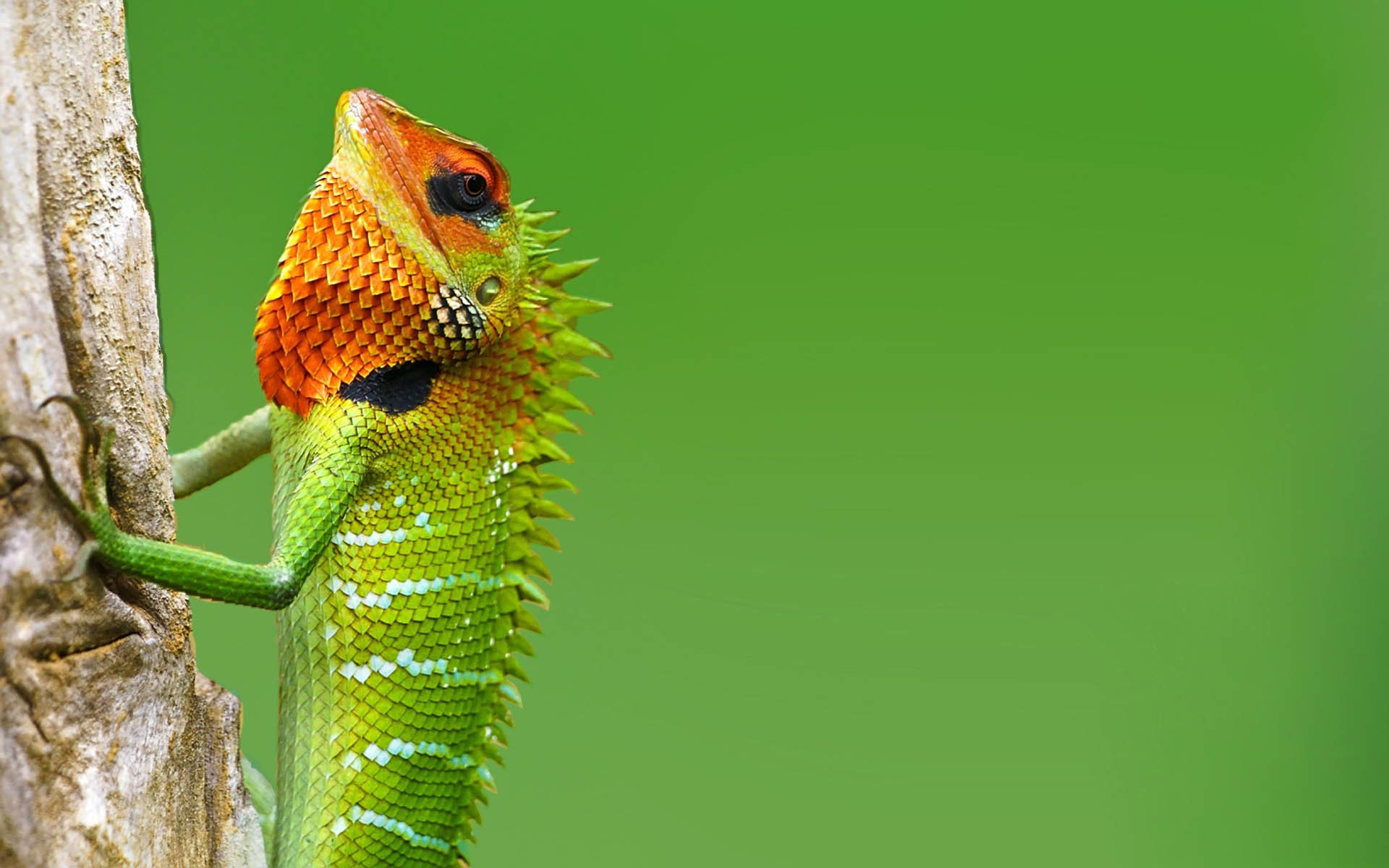 Download Animal Lizard HD Wallpaper