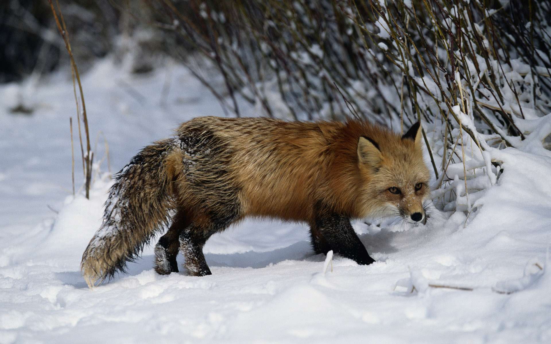Stunning Fox in Snow - HD Wallpaper