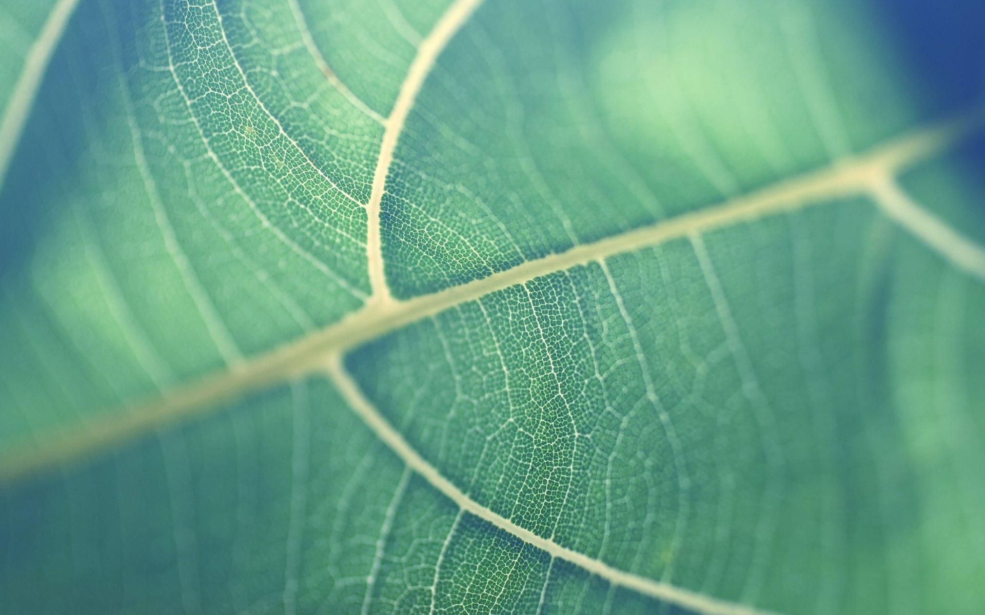 HD Nature Close-Up: Intricate Leaf Veins Wallpaper