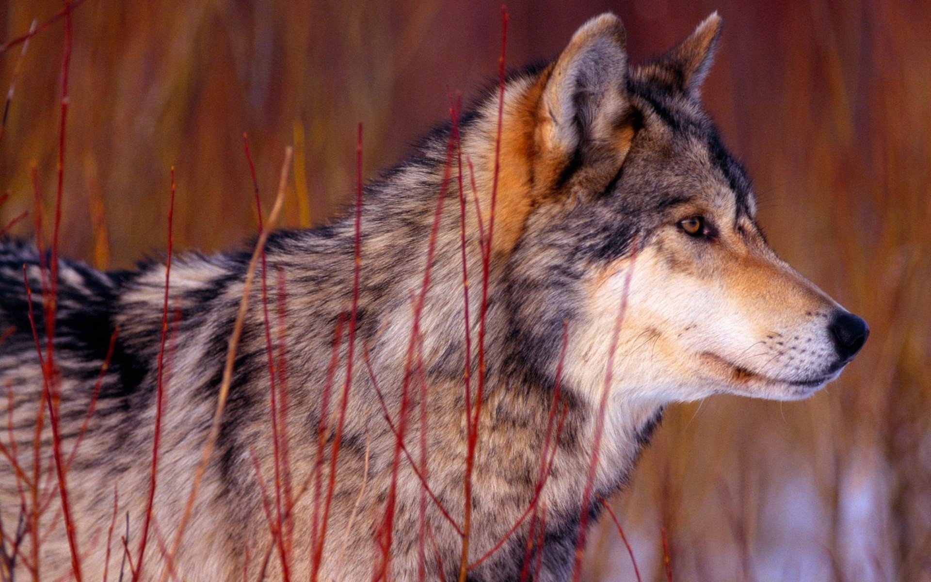 Download Animal Wolf HD Wallpaper