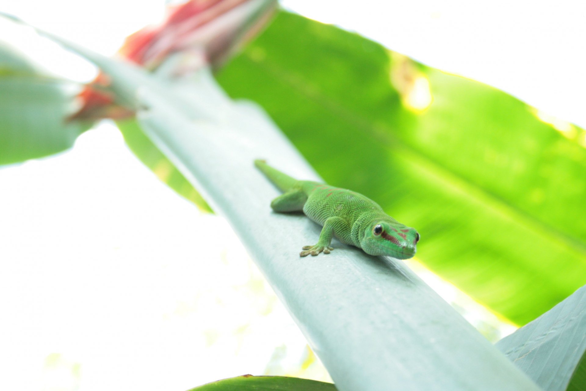 Gecko Hd Wallpaper Background Image 2048x1363 Id