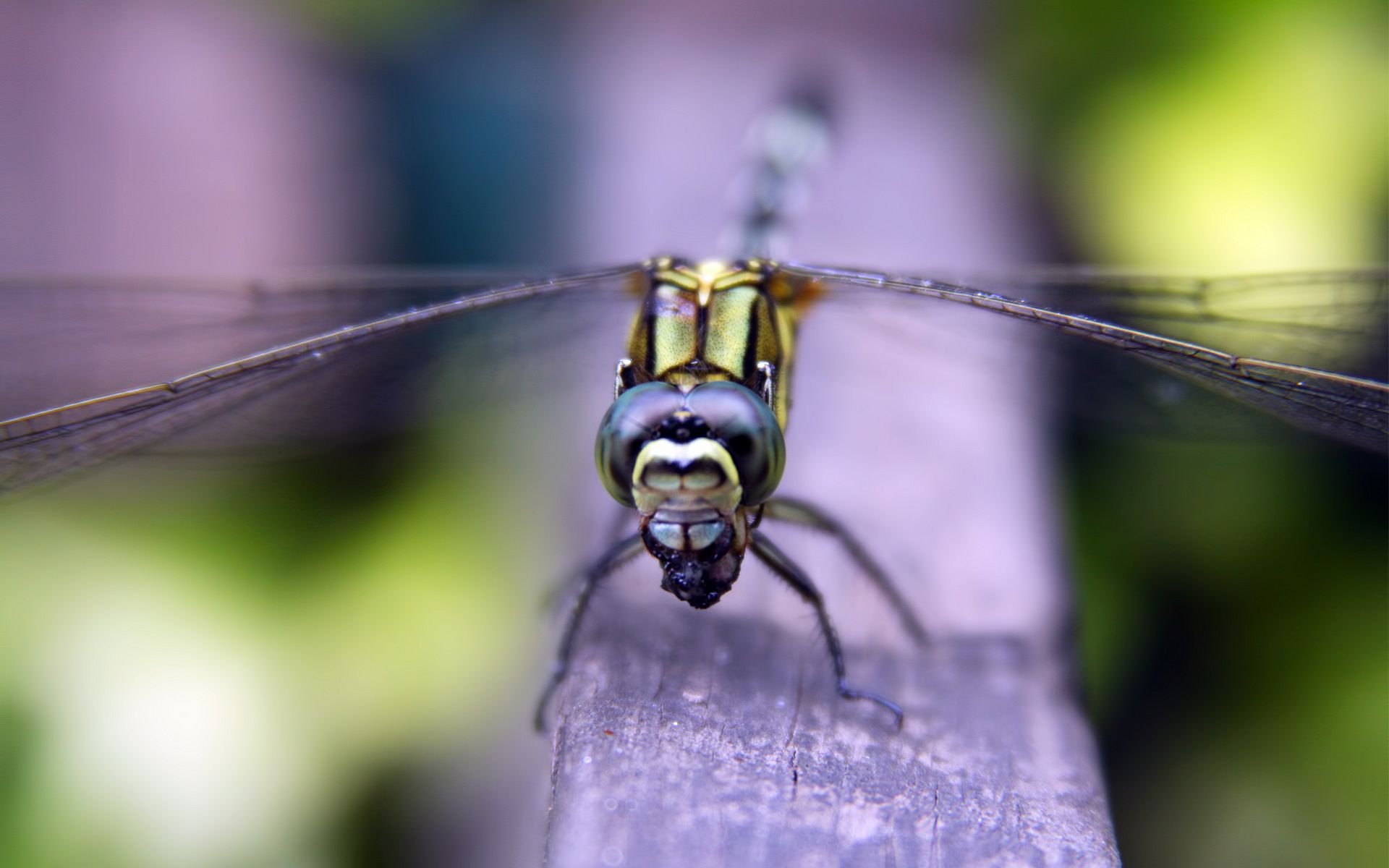 Stunning HD Dragonfly Close-Up: Nature’s Winged Wonder