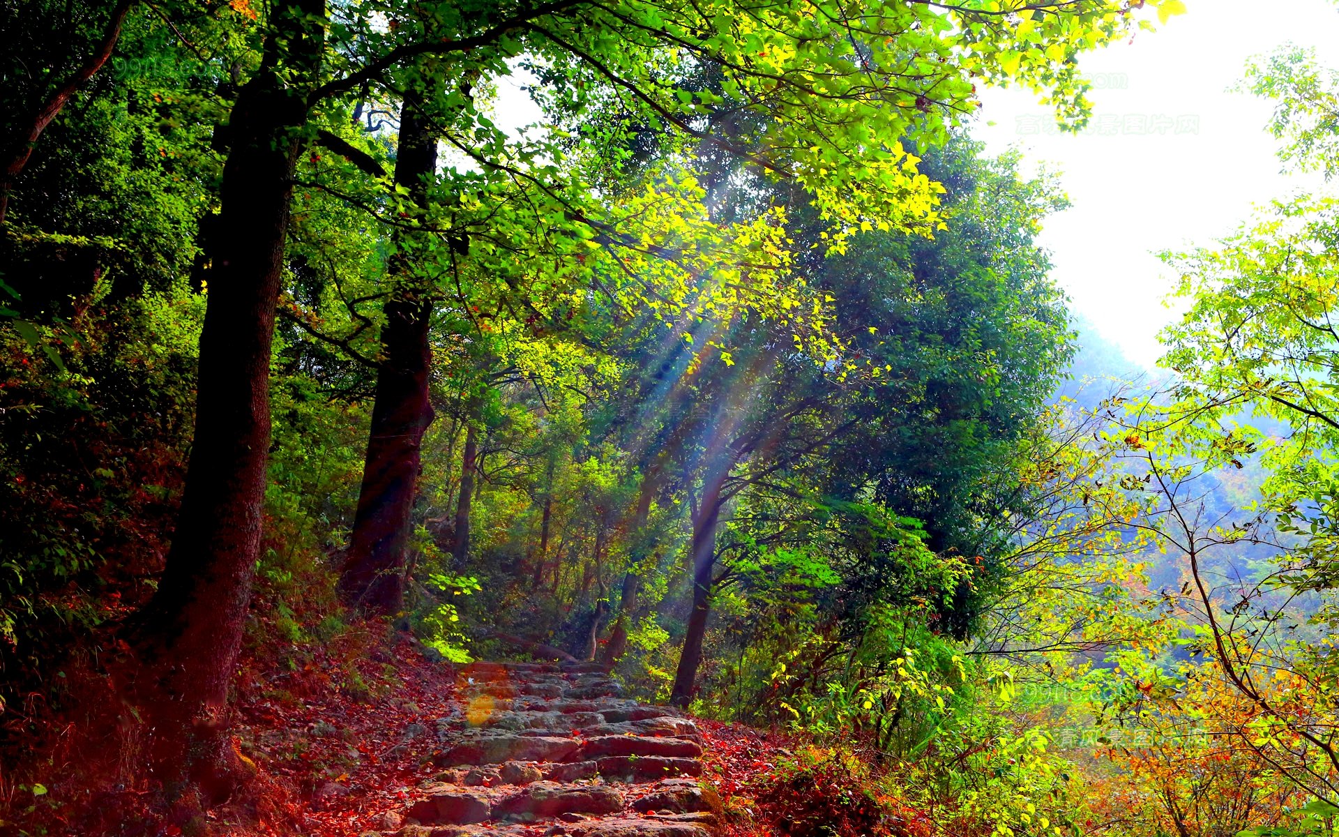 Serene Nature Path - HD Wallpaper | 1920x1200 | Wallpaper Abyss