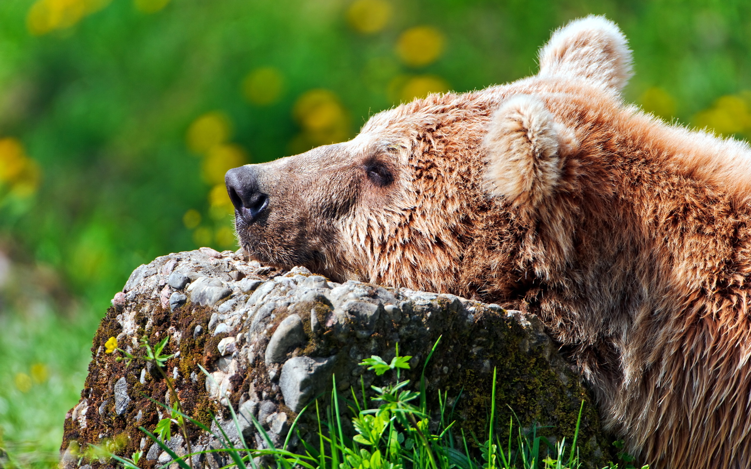 Download Animal Bear HD Wallpaper
