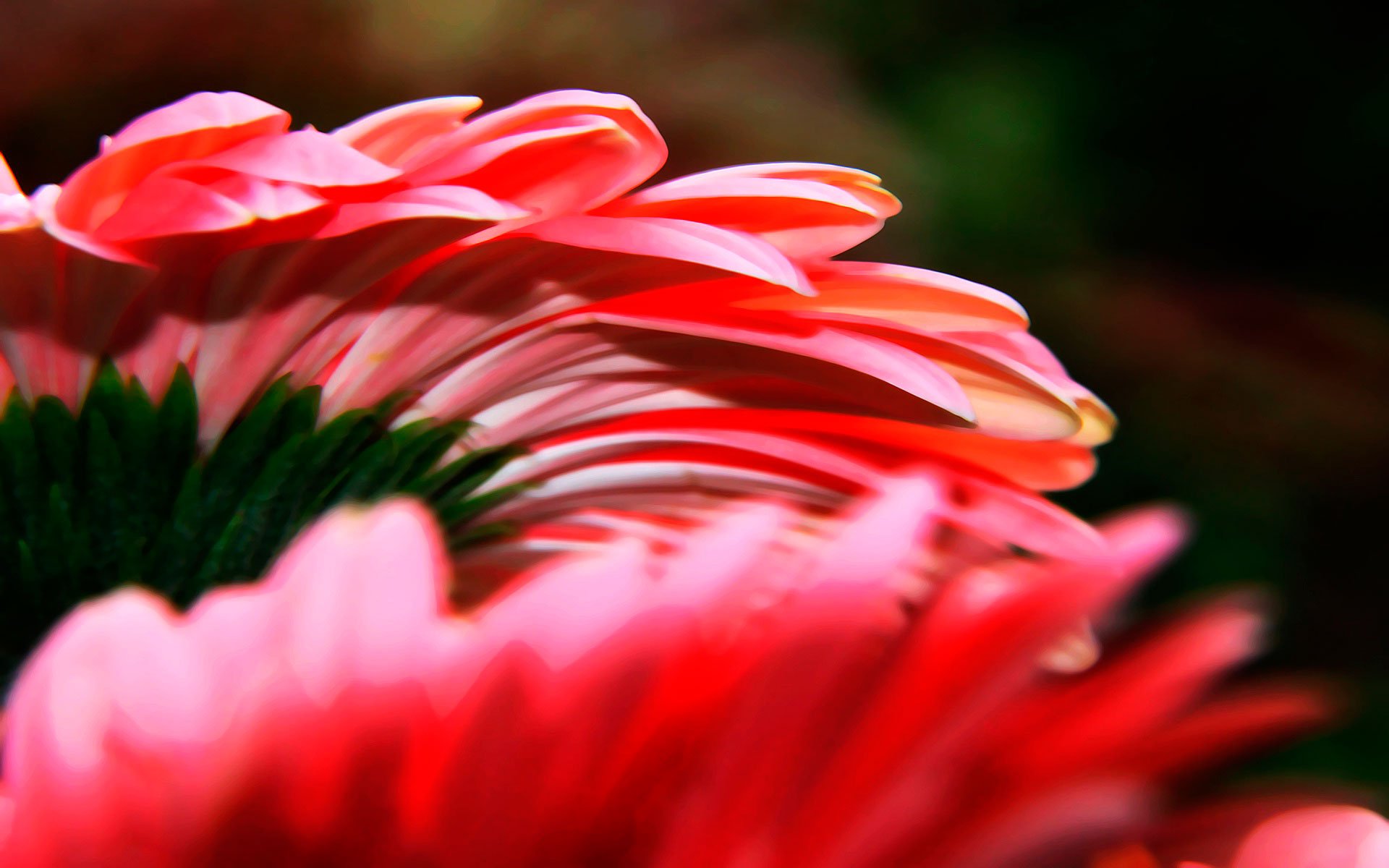 Vibrant Nature's Canvas: Artistic HD Floral Elegance | 1920x1200 ...