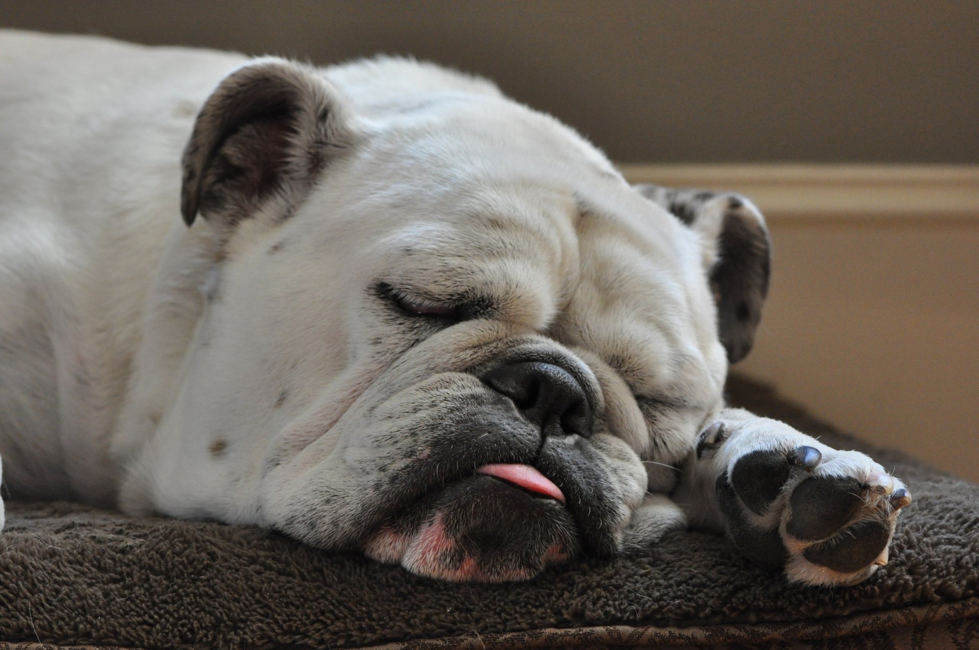 Peaceful Bulldog Slumber | HD Animal Wallpaper | 2560x1700 | Wallpaper ...