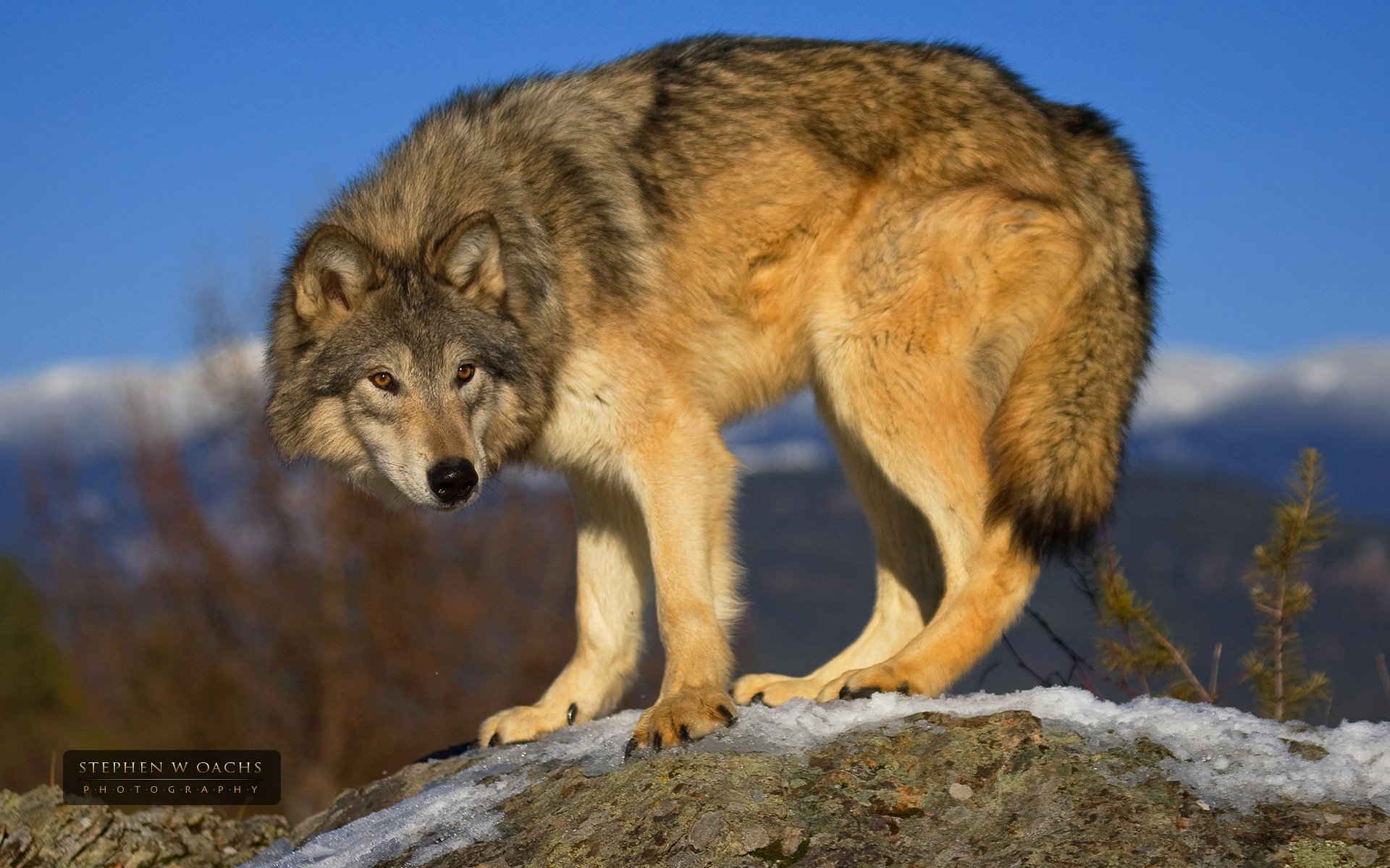 Majestic Wolf: HD Wallpaper of Nature's Canine Beauty by Stephen W. Oachs