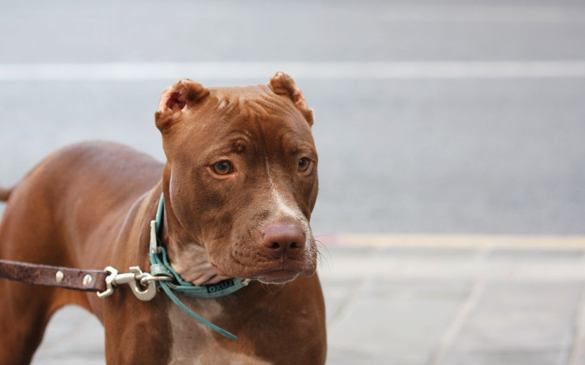 Stunning HD Wallpaper of a Brown Dog
