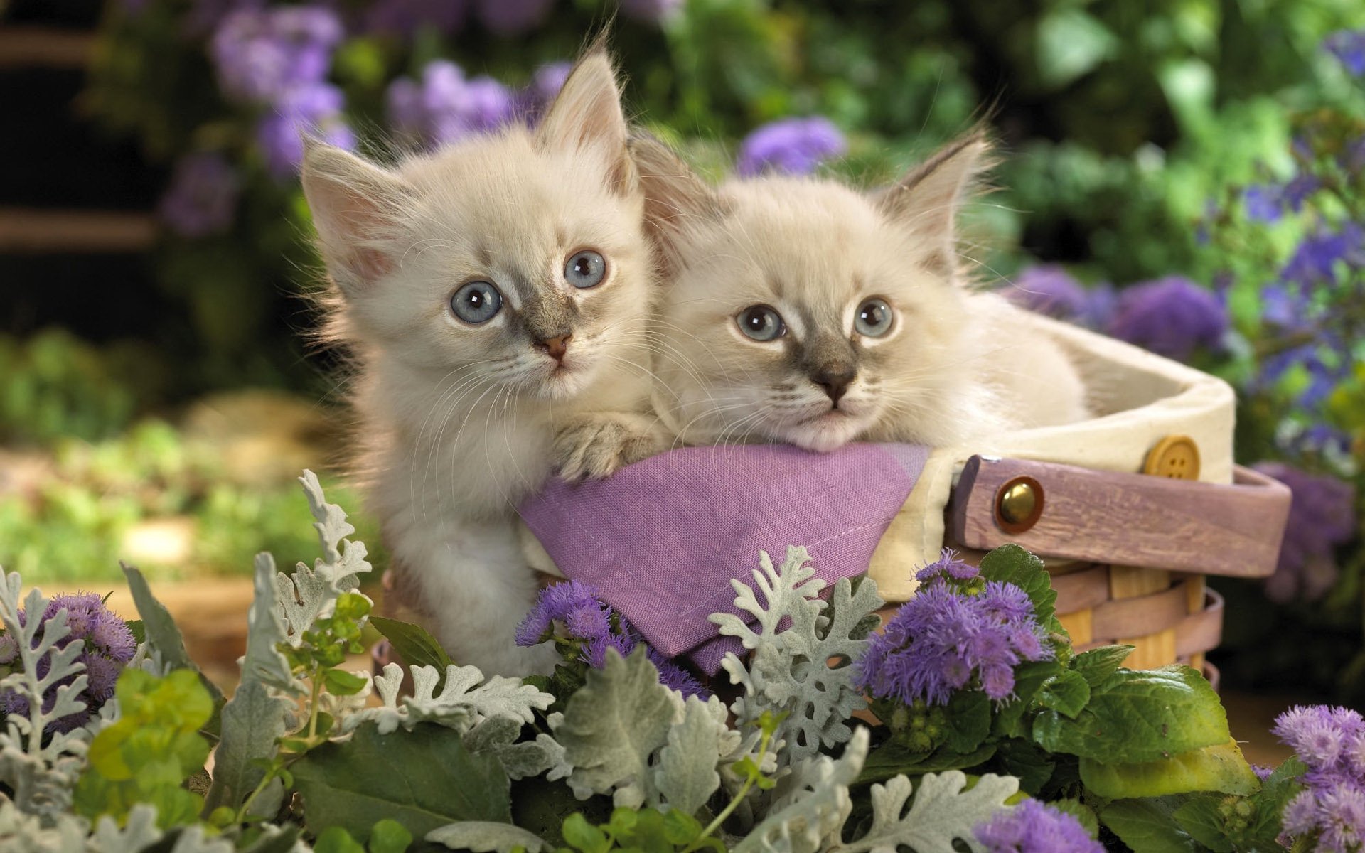 Adorable Kittens in Bloom: HD Wallpaper | 1920x1200 | Wallpaper Abyss