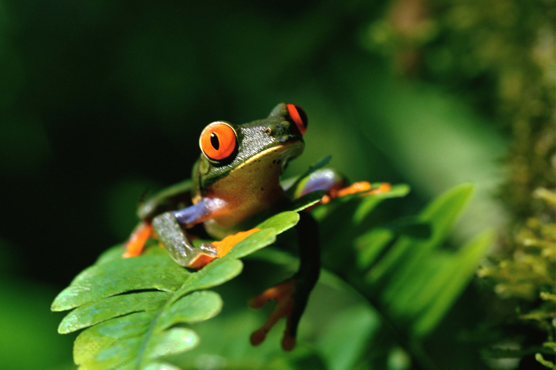 Download Frog Animal Red-eyed Tree Frog HD Wallpaper