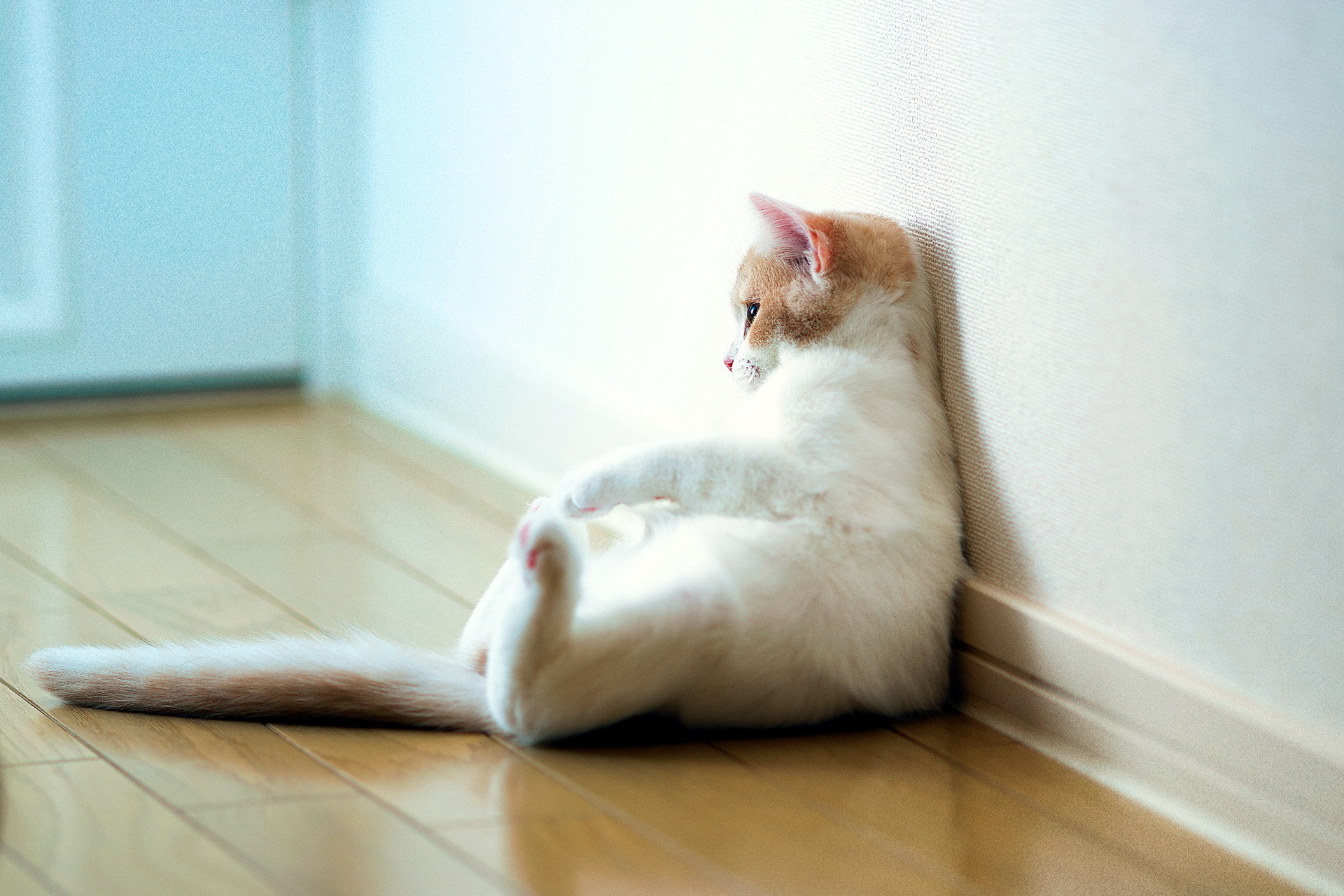 Cute Kitten Relaxing - HD Wallpaper