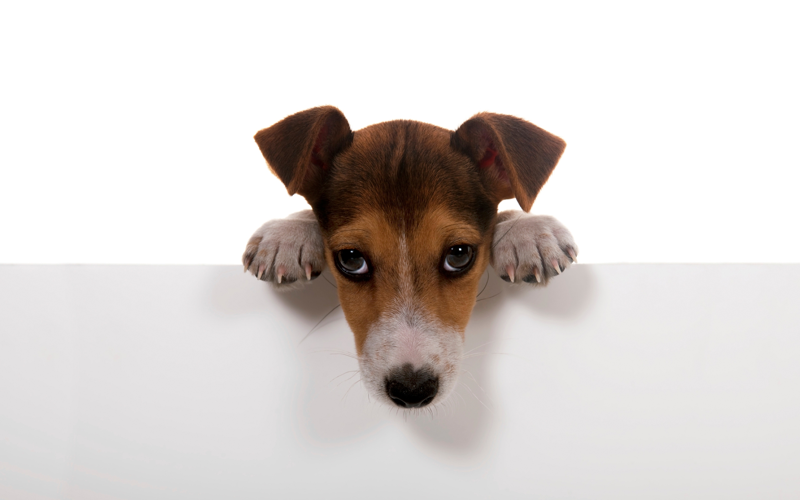 Adorable Dog HD Wallpaper: A Peek of Pure Cuteness