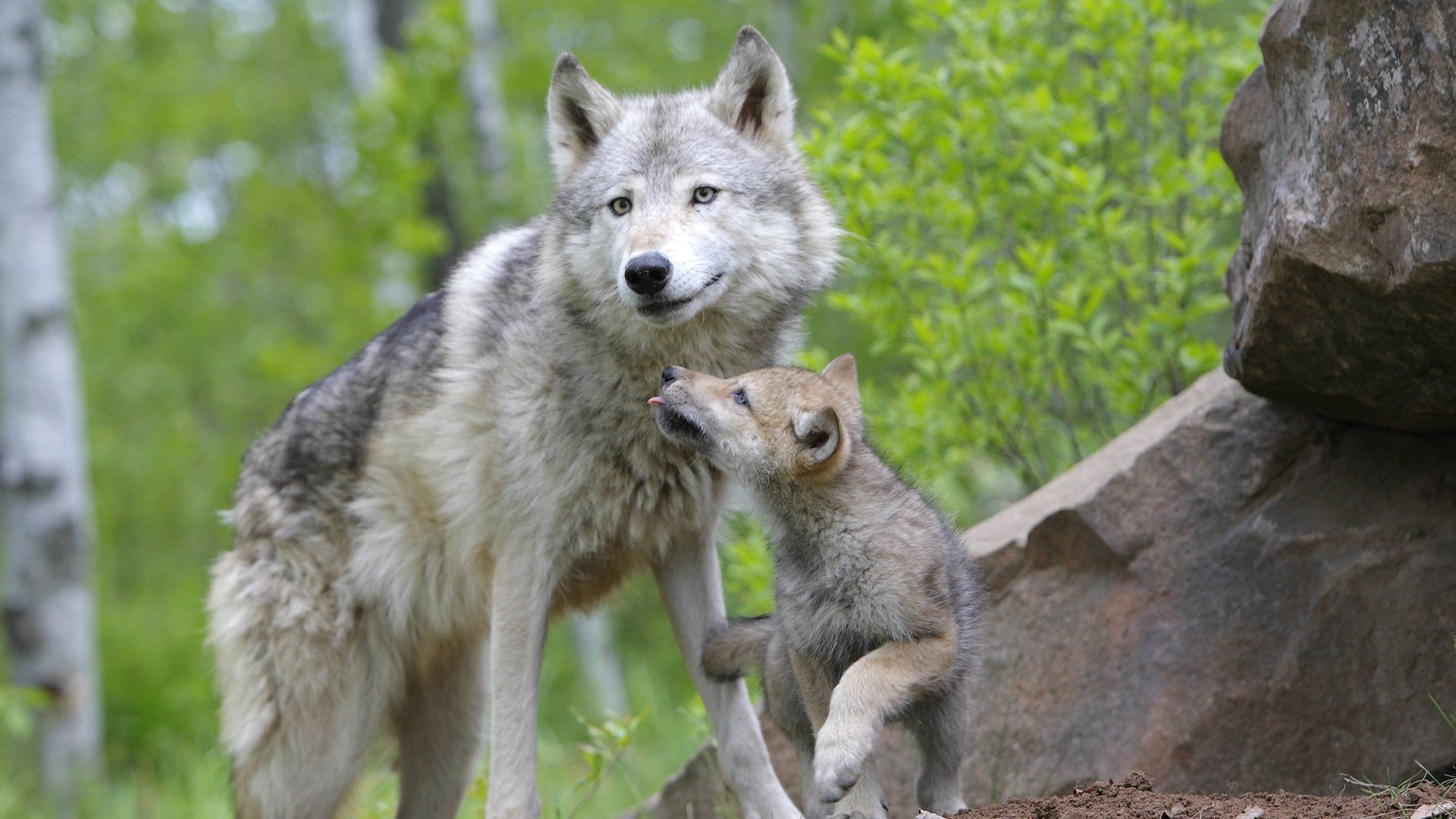 HD Wallpaper of Wolves: Majestic Bonds in Nature