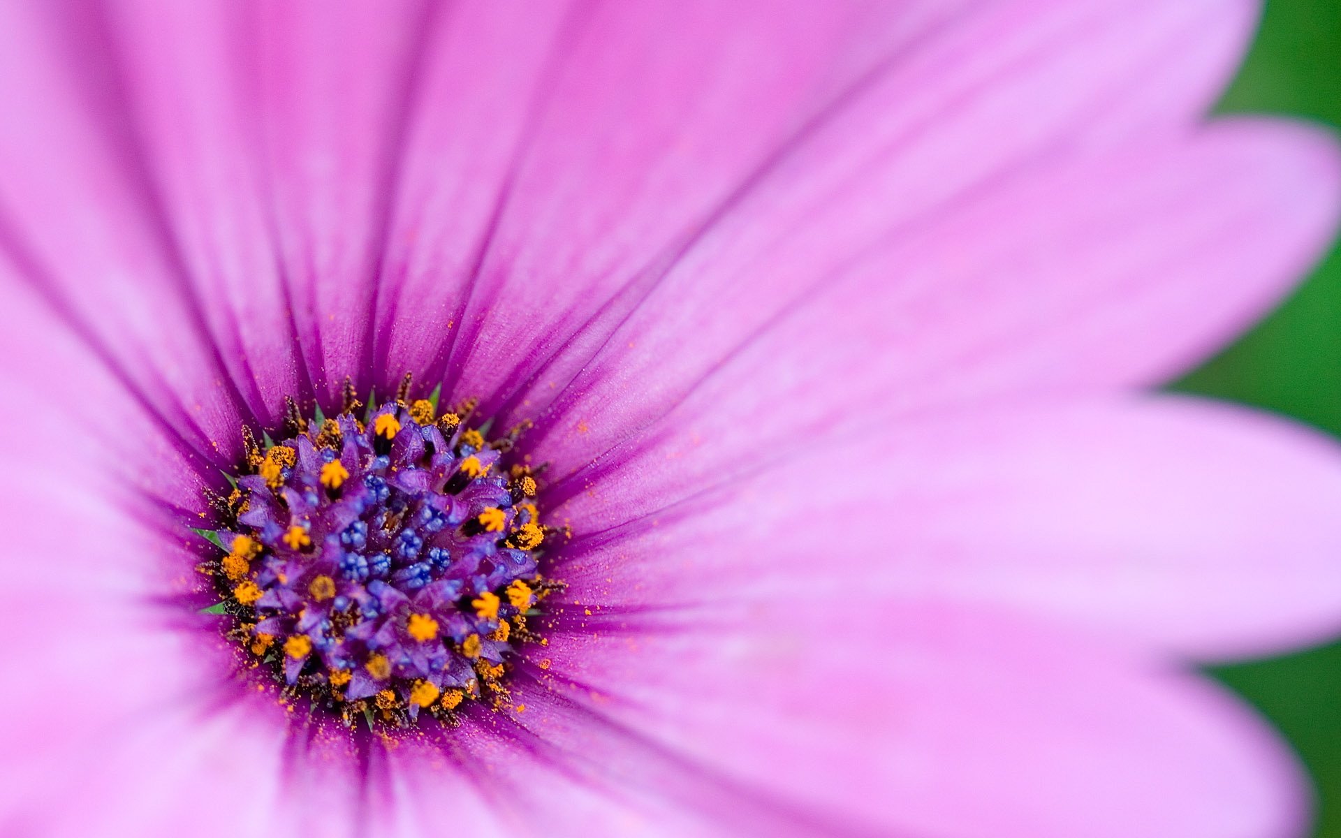 Download Flower Nature Daisy HD Wallpaper | 1920x1200 | Wallpaper Abyss