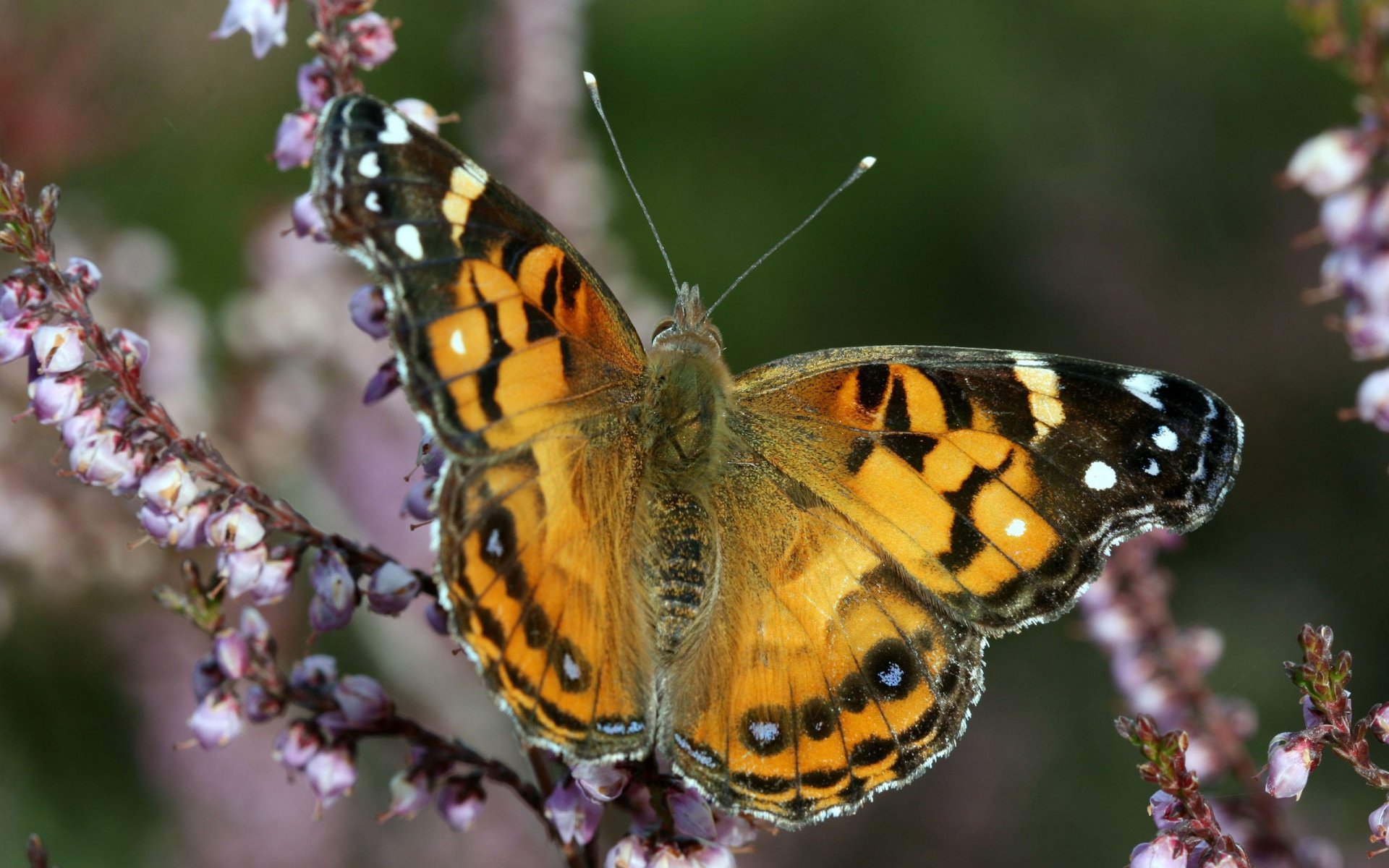 Vibrant Moth in Nature – HD Animal Wallpaper