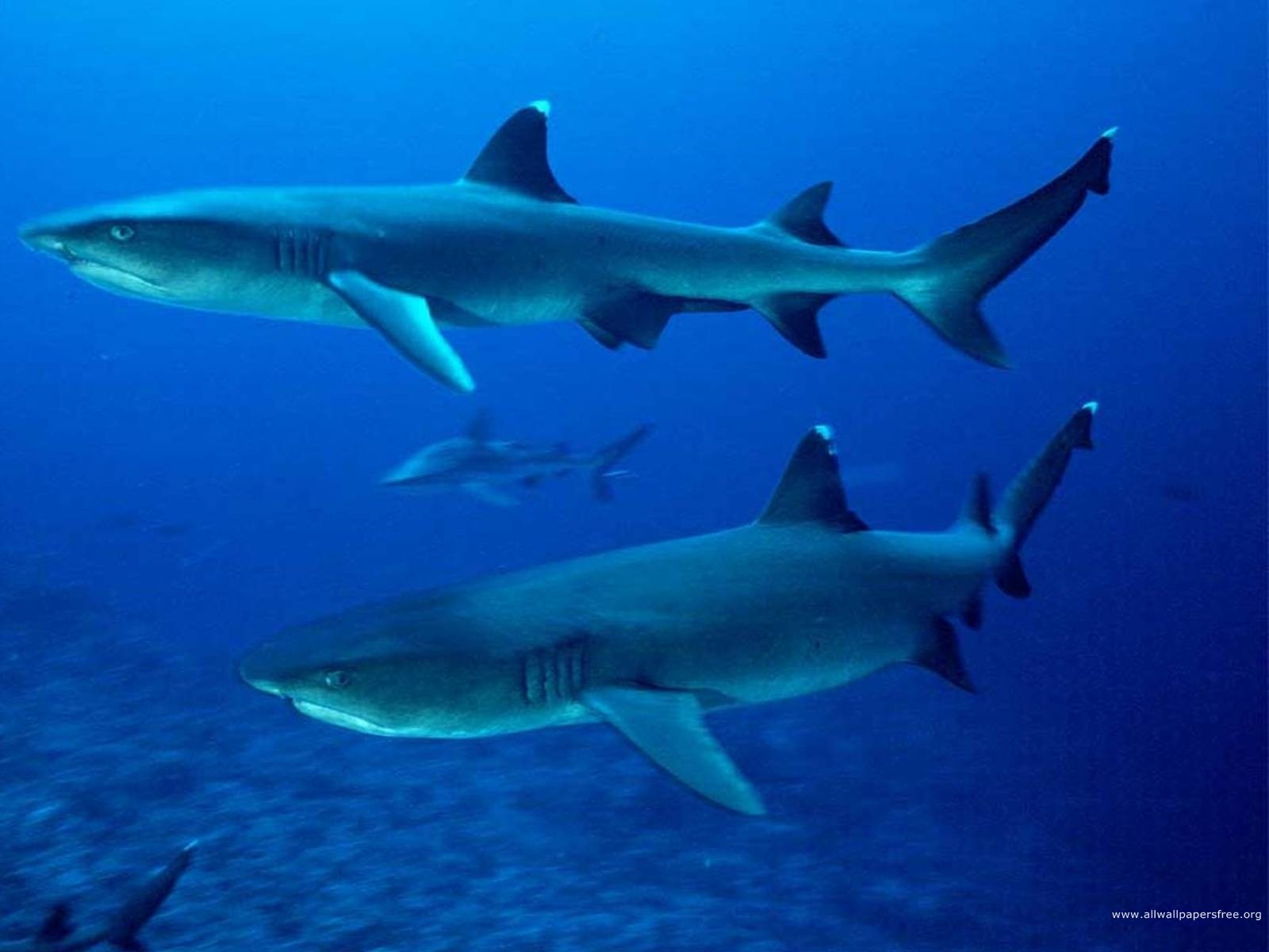 Shark Wallpapers Photos With Shark Night 3D 2011 Wallpapers And Images