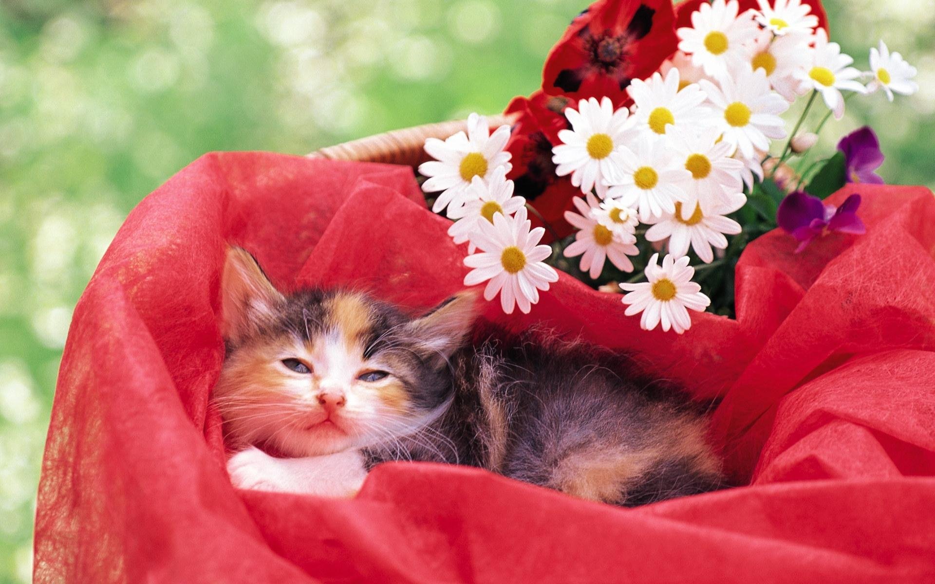 Serene Cat in Bloom - HD Animal Wallpaper