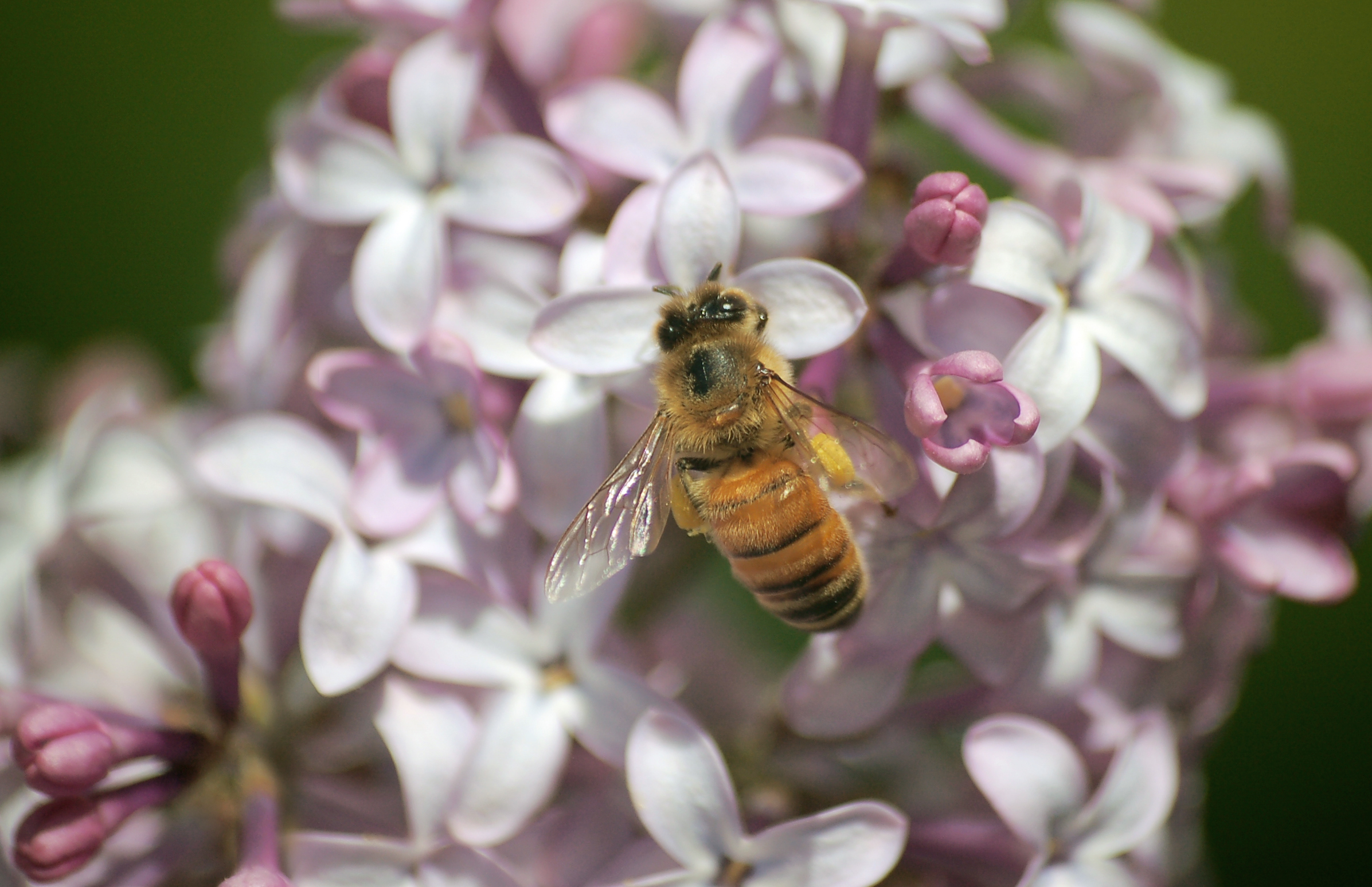 always working by Moril