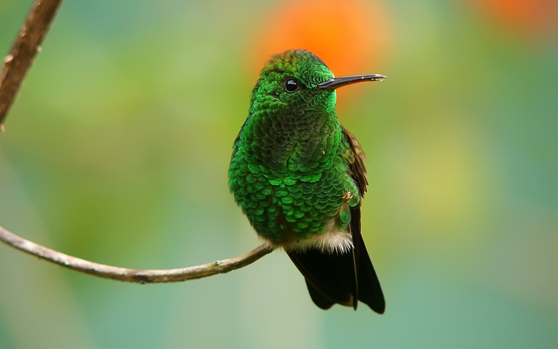 Vibrant Hummingbird HD Wallpaper