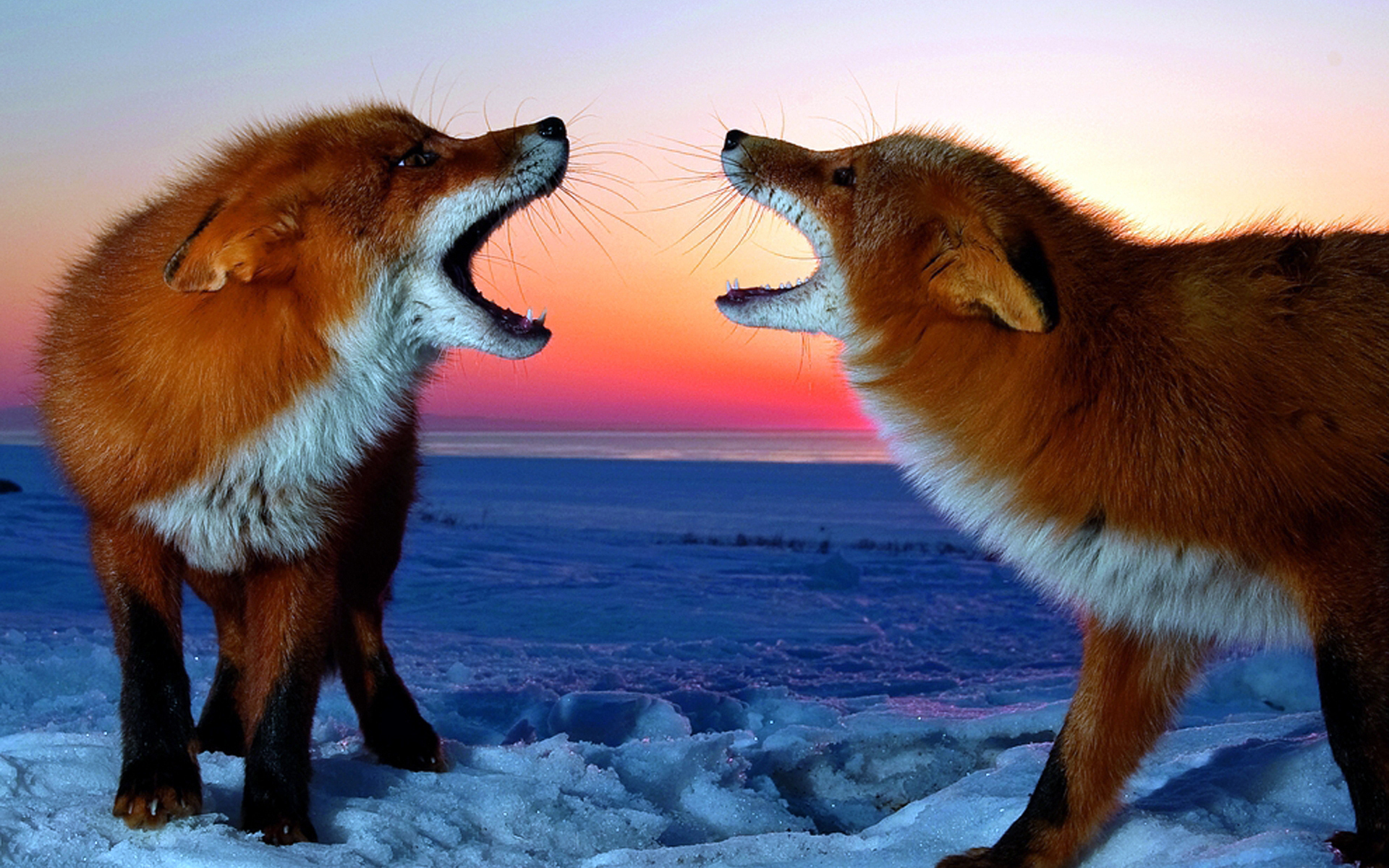 Vibrant Fox Encounter - HD Wallpaper