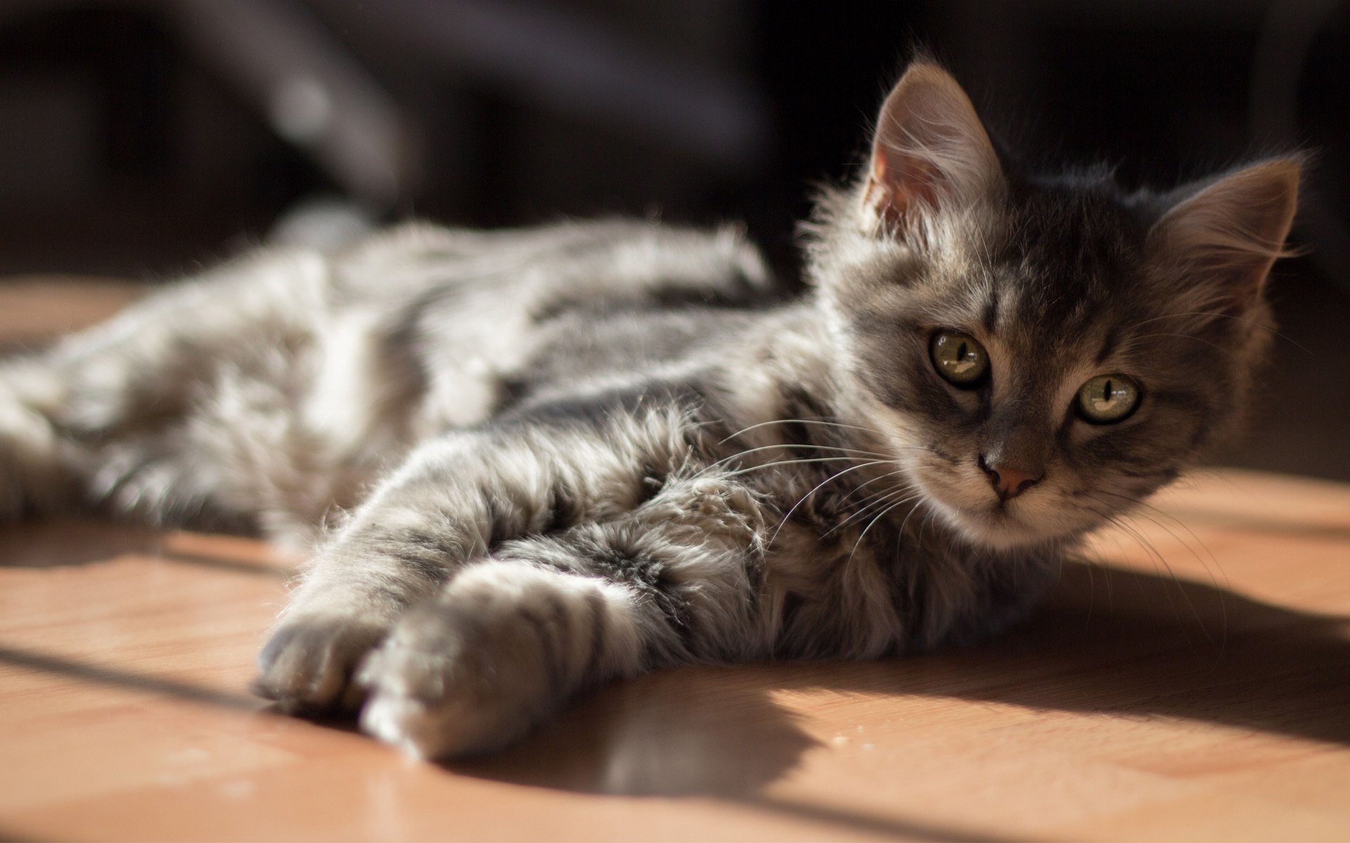 Majestic Feline Grace: HD Cat Wallpaper Delight | 1920x1200 | Wallpaper ...