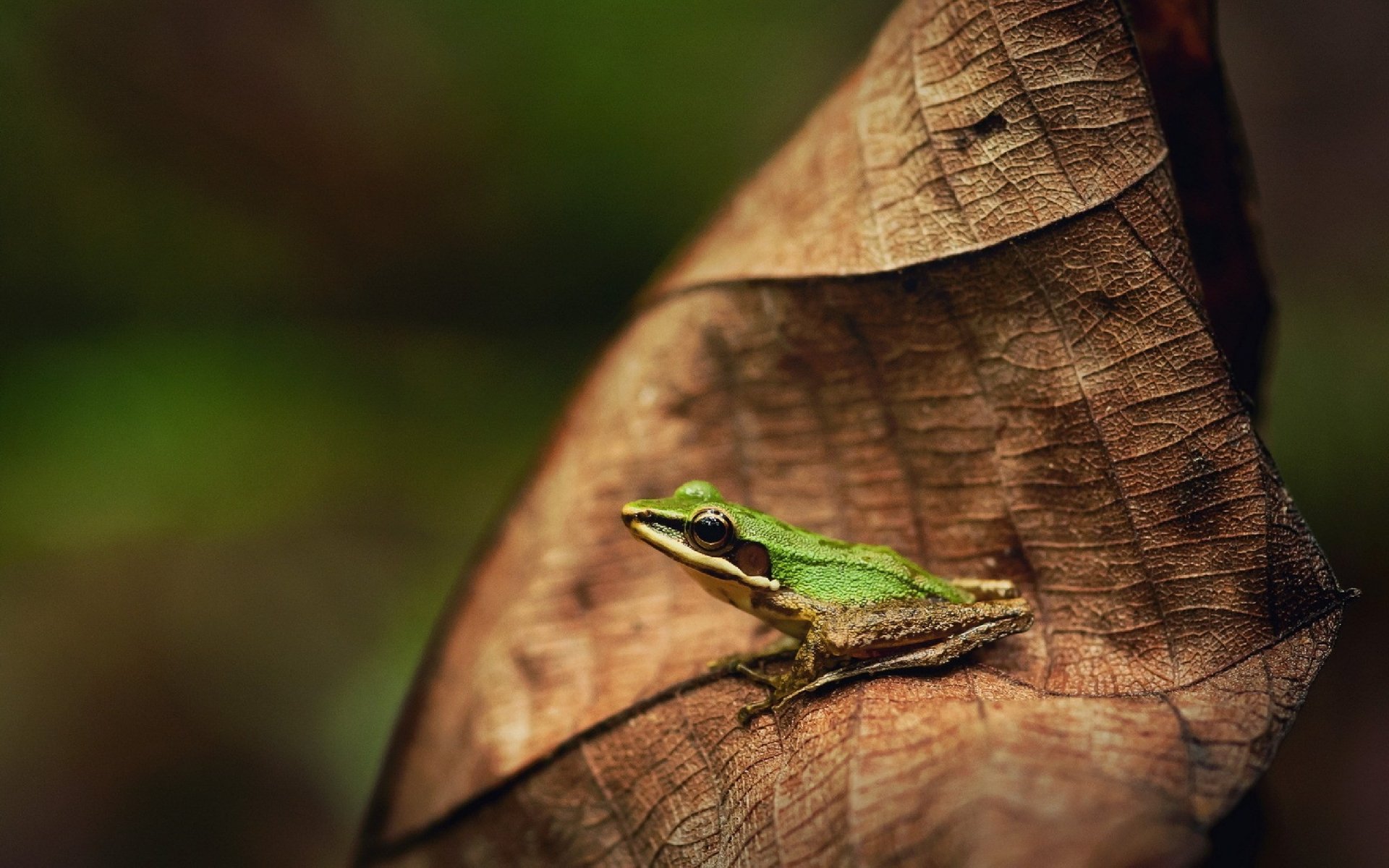 Download Animal Frog HD Wallpaper | 2560x1600 | Wallpaper Abyss
