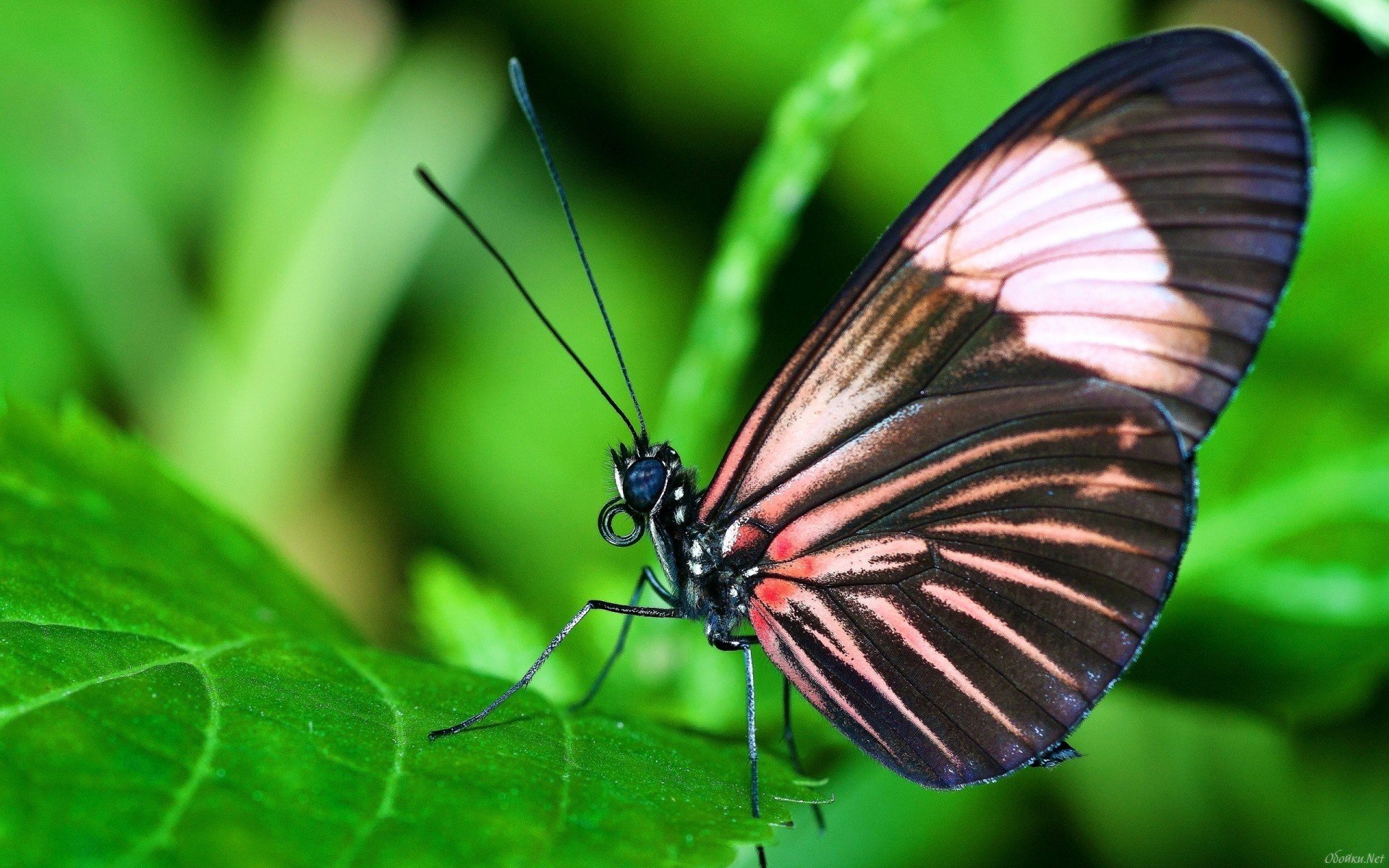 Download Animal Butterfly HD Wallpaper | 1920x1200 | Wallpaper Abyss