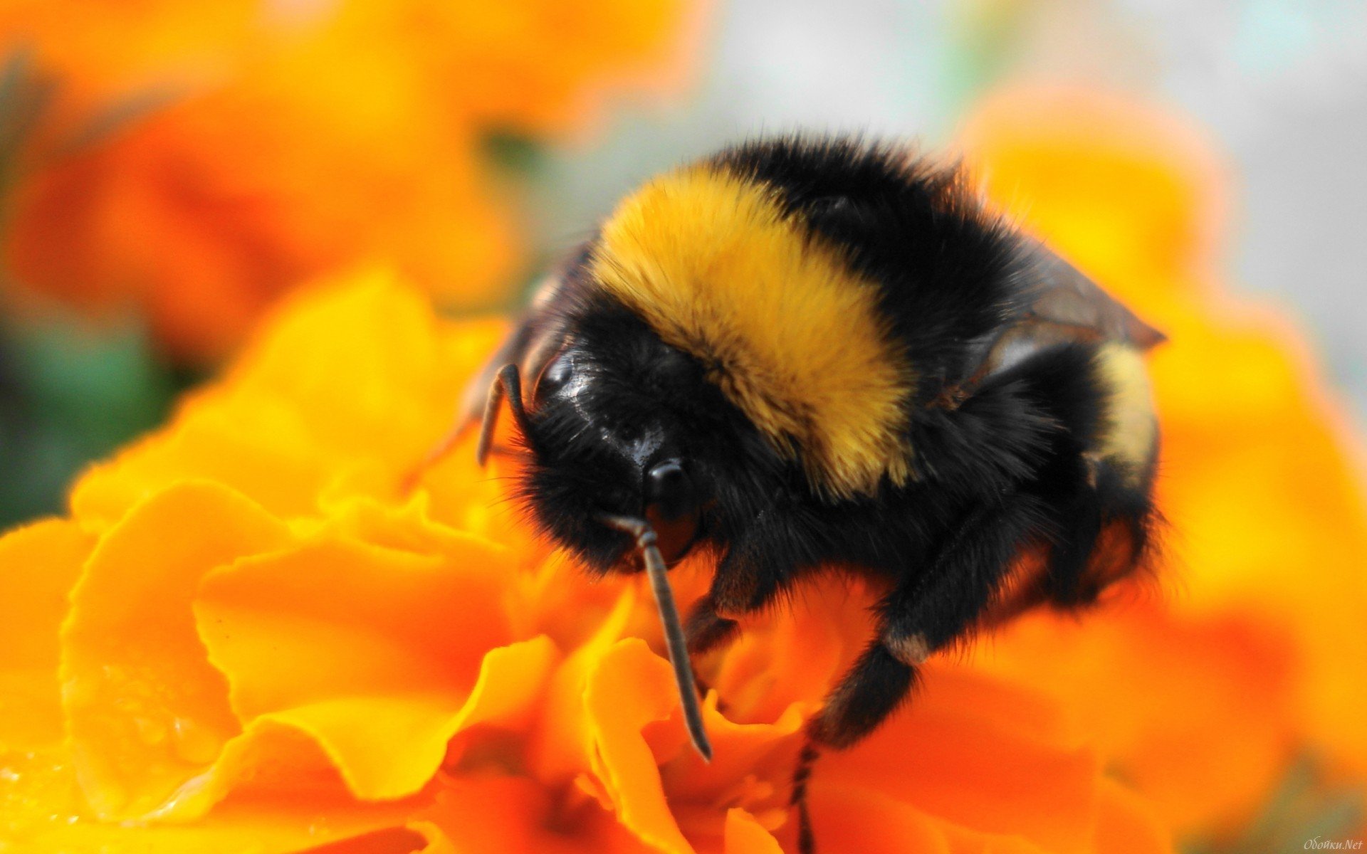 Download Animal Bee HD Wallpaper