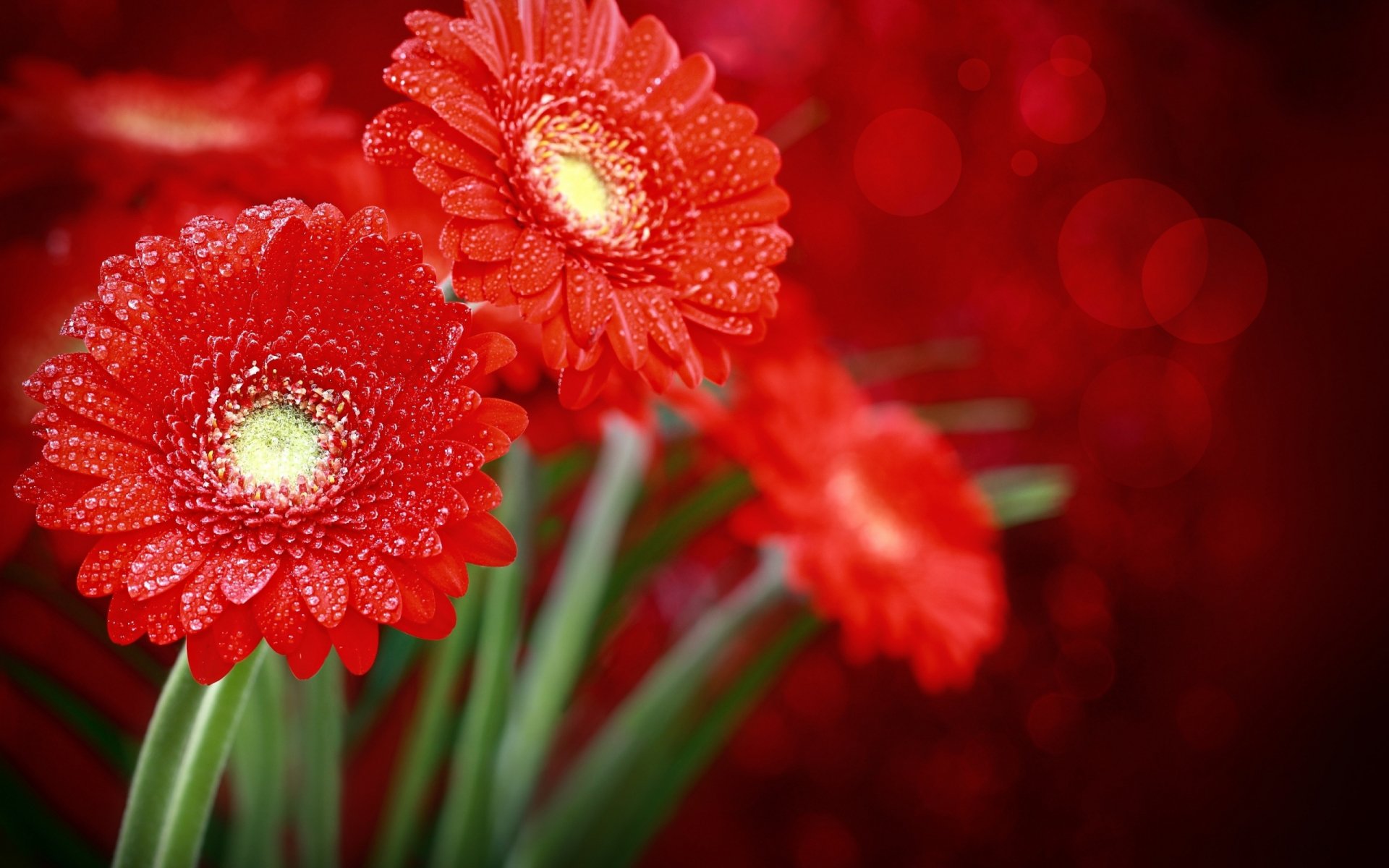 Crimson Dewdrops — 2K Quad HD Nature & Flower Wallpaper