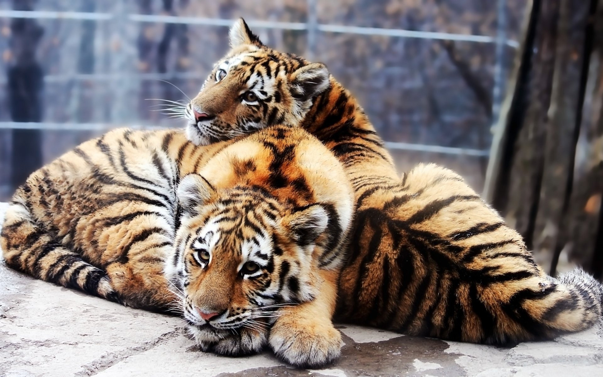 Majestic Tiger Cubs: Stunning HD Animal Wallpaper | 2560x1600 ...