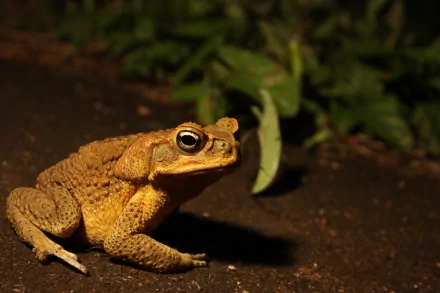 Toad - Desktop Wallpapers, Phone Wallpaper, PFP, Gifs, and More!