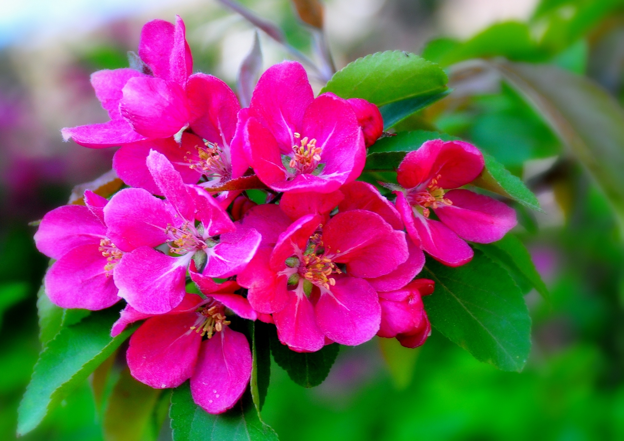 Download Nature Flower HD Wallpaper