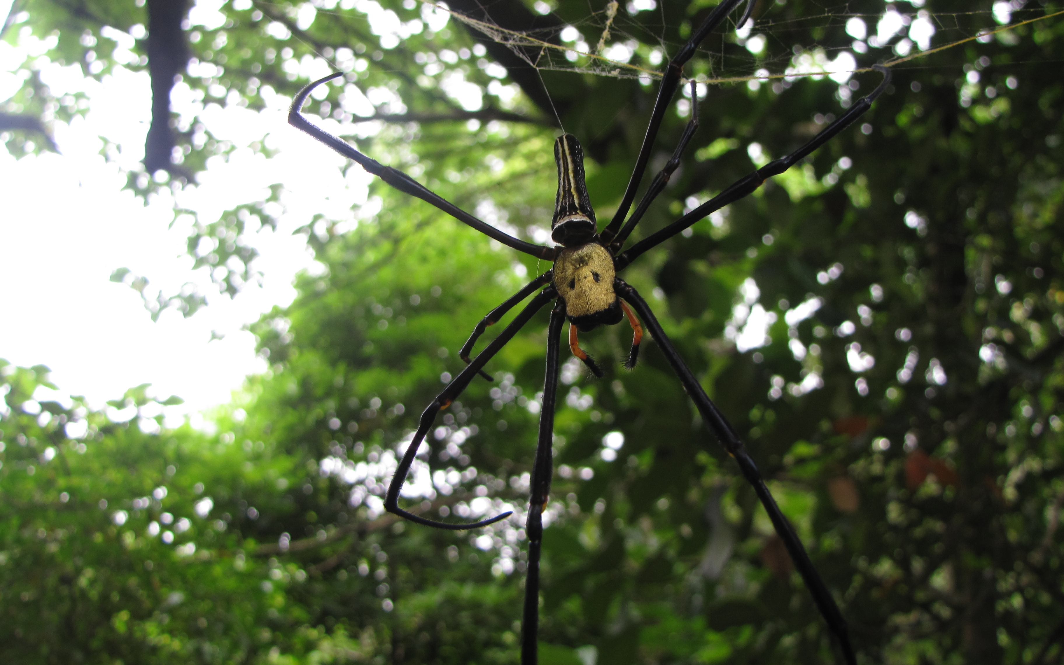 Download Animal Spider HD Wallpaper