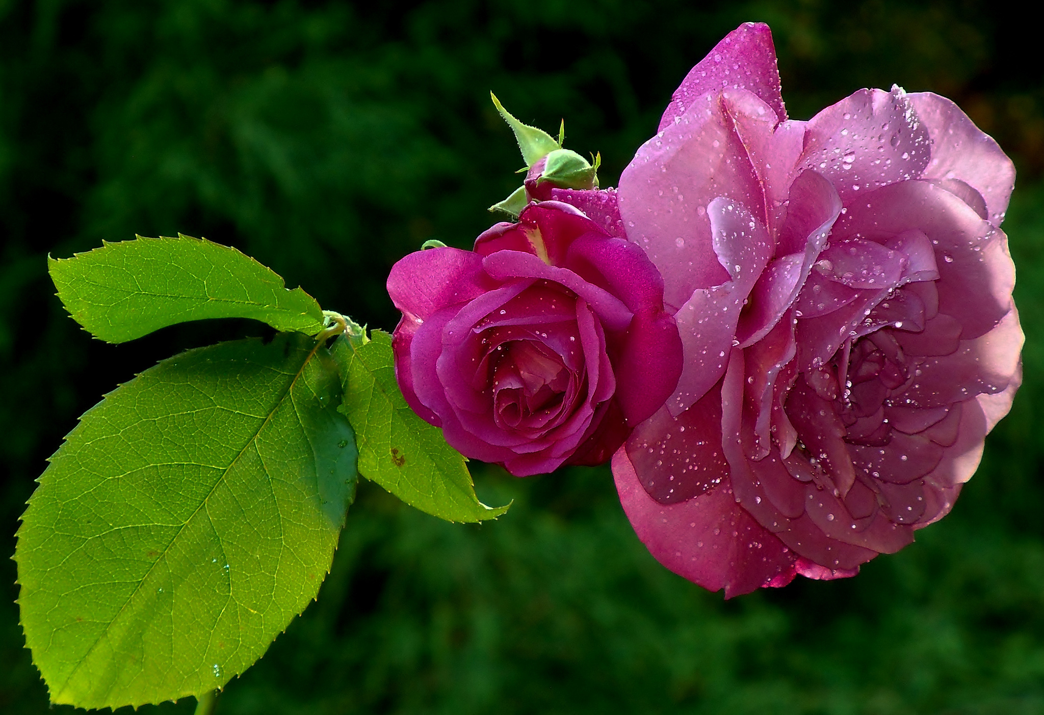 HD Wallpaper of Water-Drop Roses in Nature