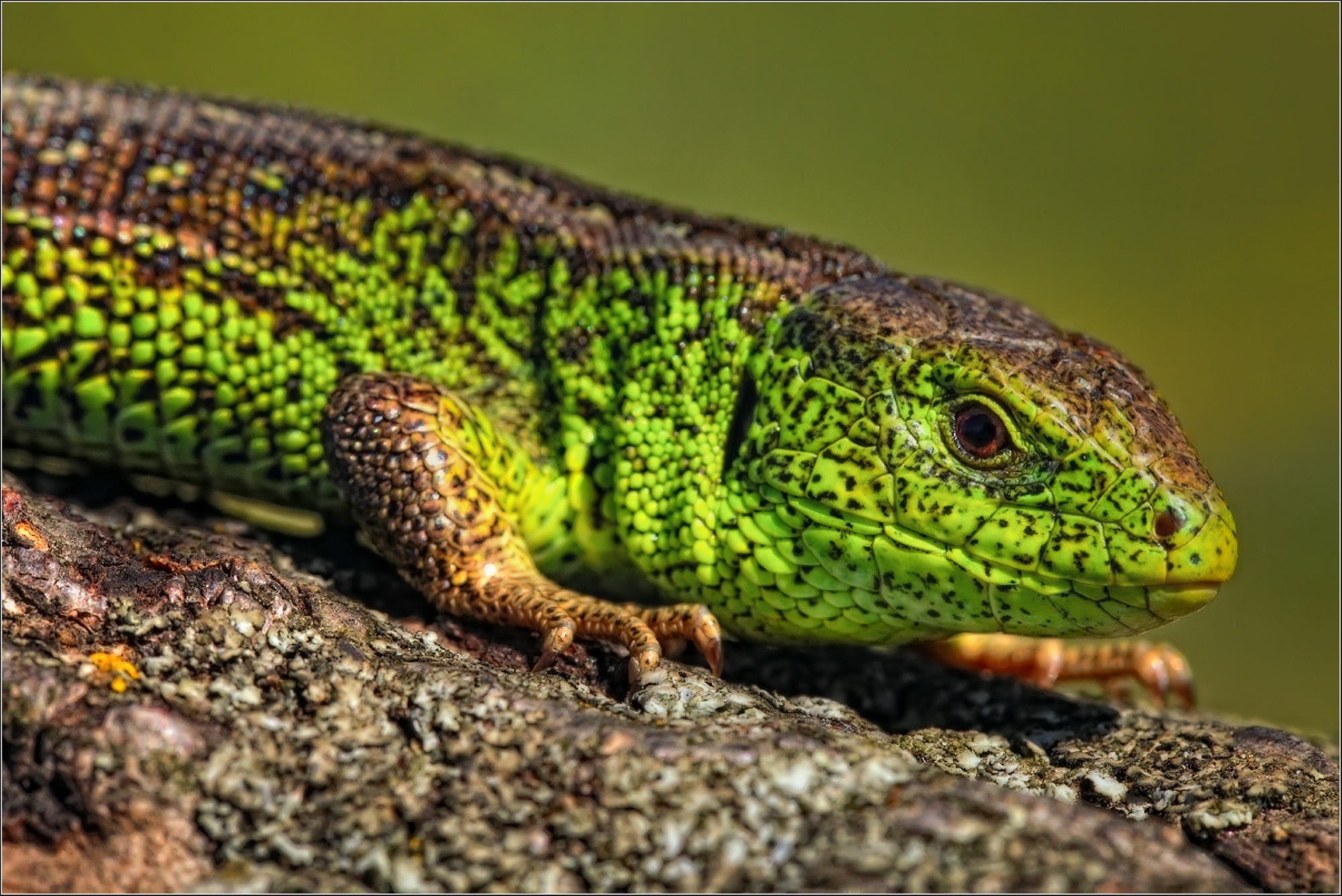 Download Animal Lizard HD Wallpaper