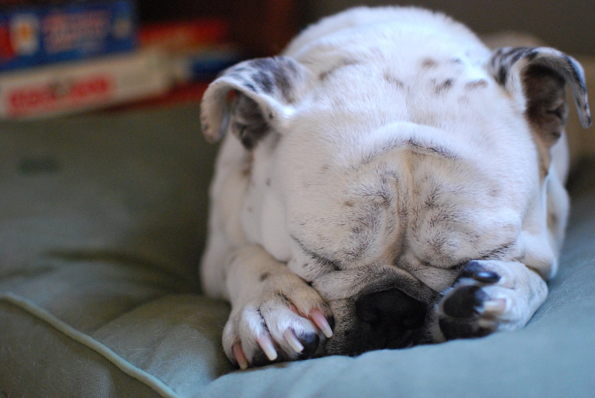 Dozing Bulldog — 2K Quad HD Dog Wallpaper