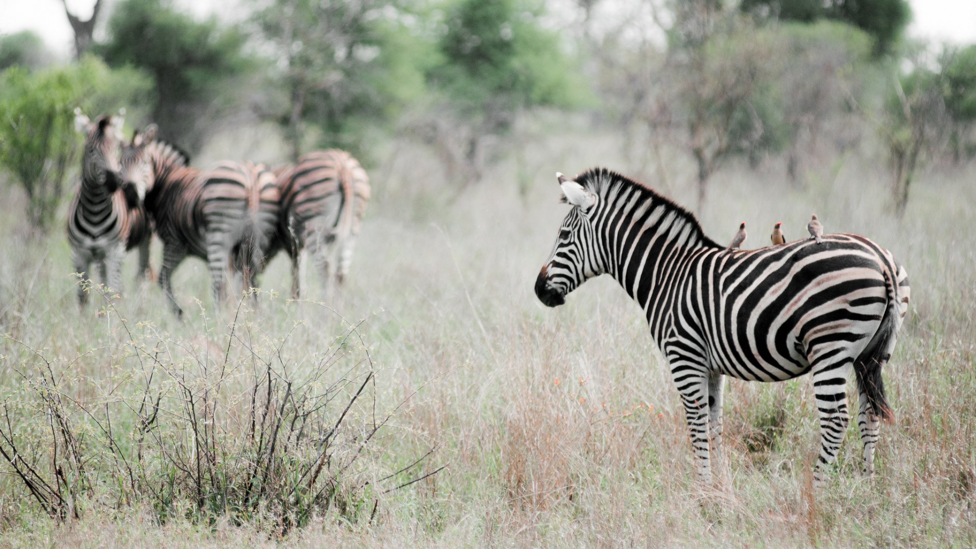 Majestic Zebra Herd in Stunning HD Wildlife Wallpaper | 2048x1152 ...