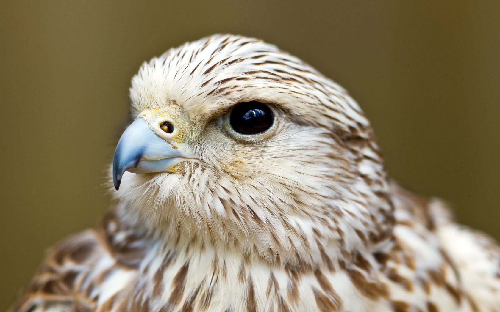 Majestic Falcon HD Wallpaper: Close-Up of Nature's Fierce Predator