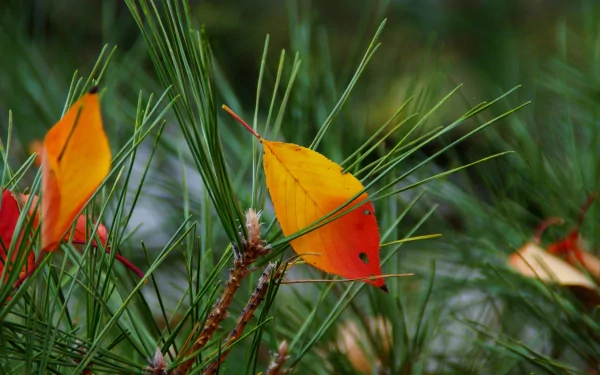 [700+] Leaf 4k Wallpapers