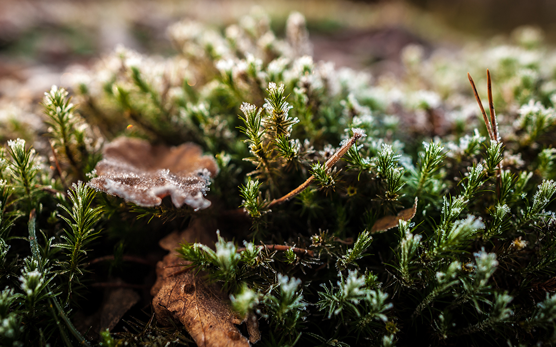 Download Nature Close-up HD Wallpaper