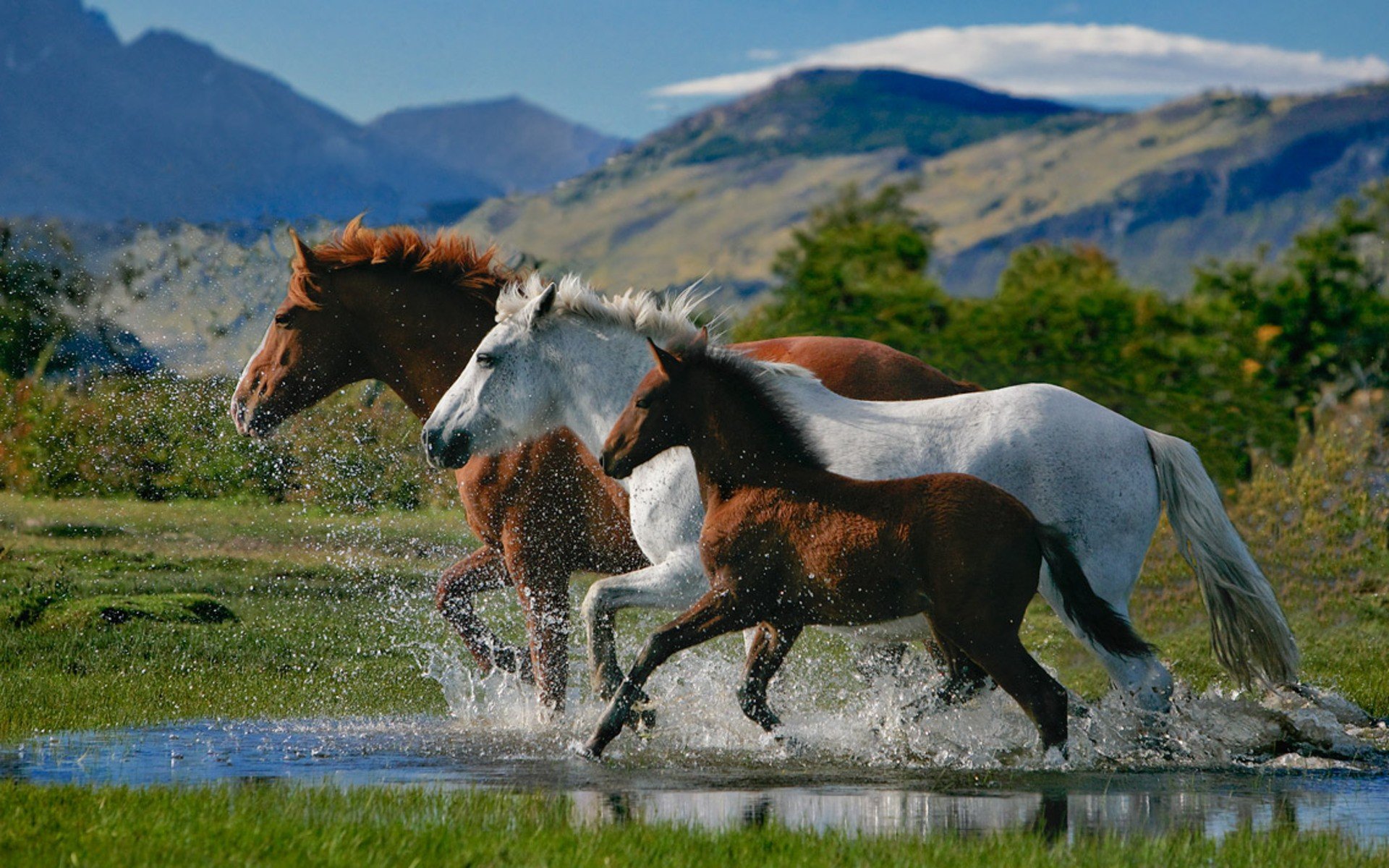 Majestic Horses: HD Wallpaper of Wild Beauty